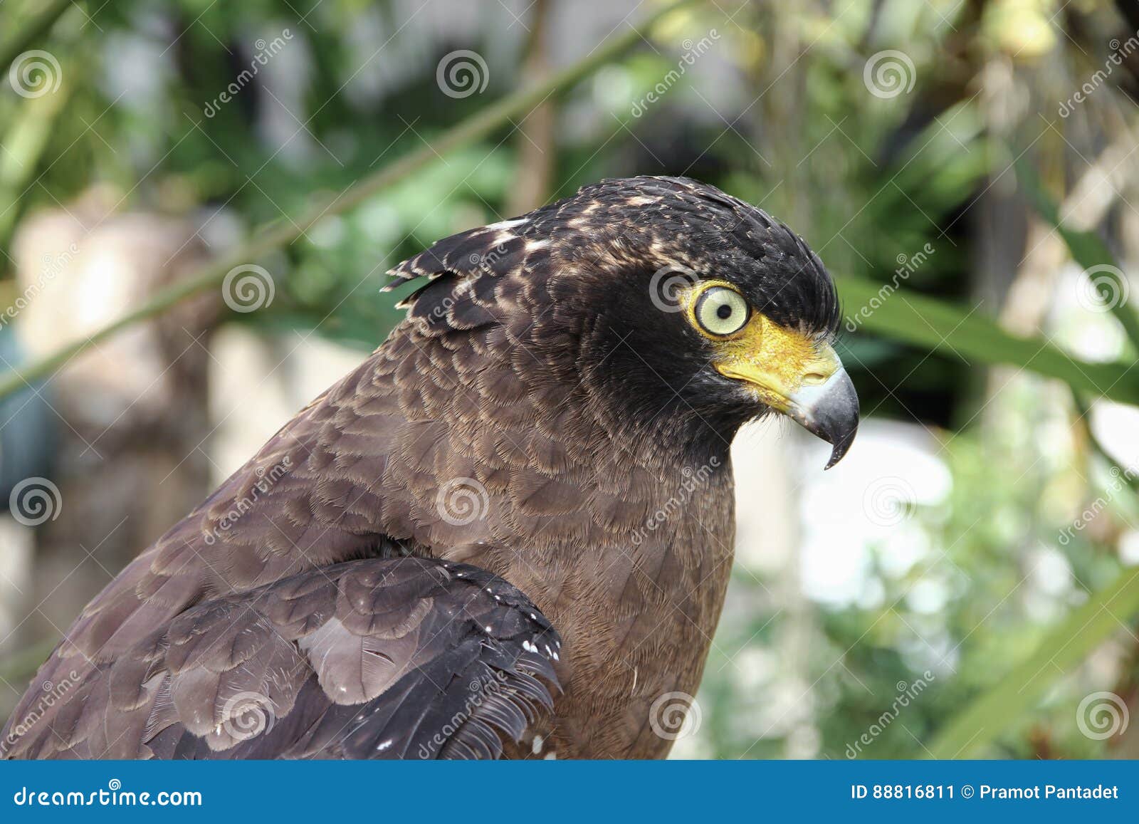 Falcon Peregrine or Golden Eagle, Closeup Stock Image - Image of ...