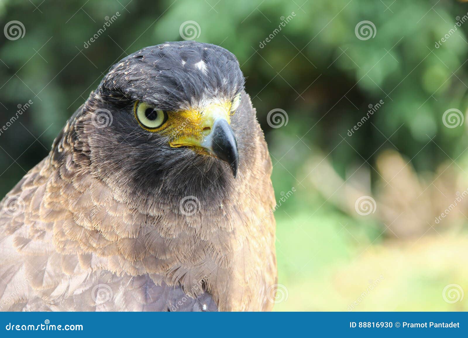 Falcon Peregrine or Golden Eagle, Closeup Stock Photo - Image of bird ...