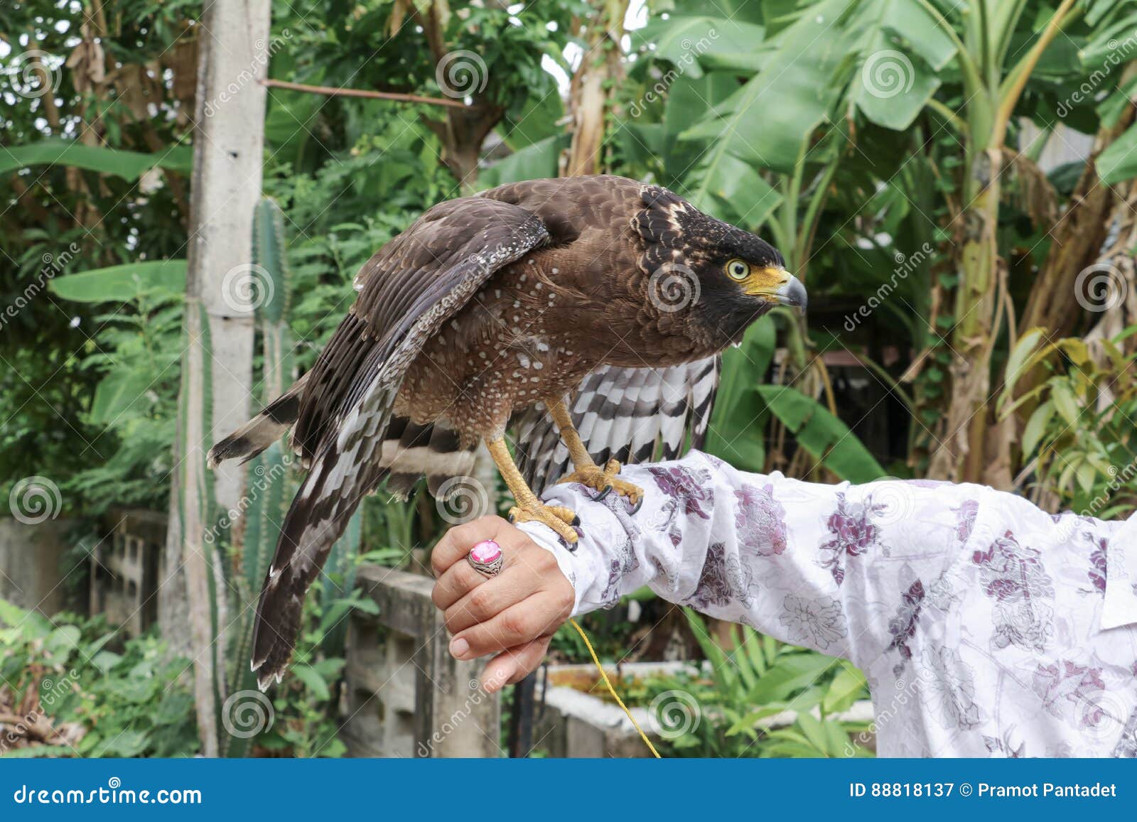 Falcon Peregrine or Golden Eagle Sitting on Hand Stock Image - Image of ...