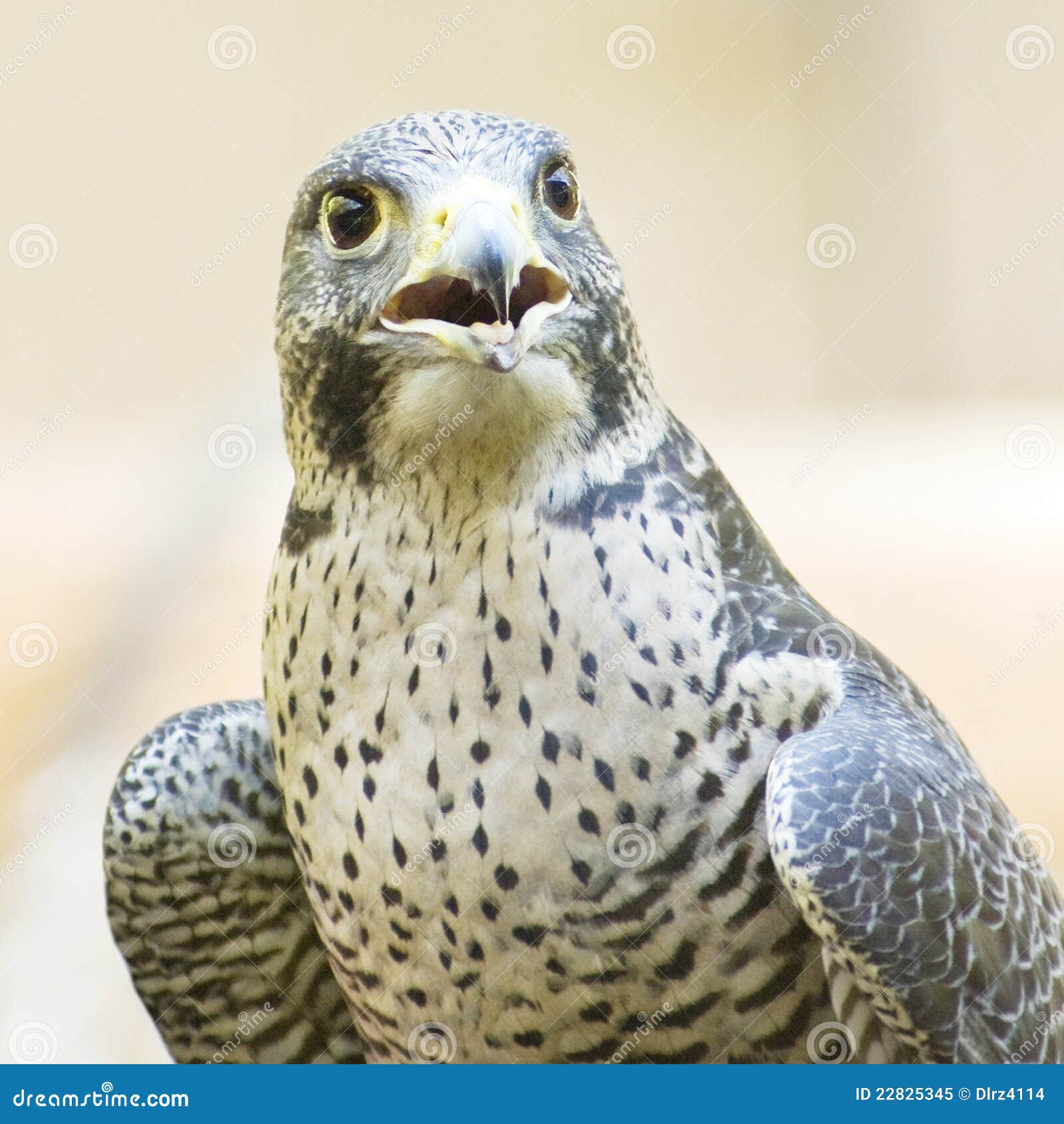 Falcon Peregrine Profile stock image. Image of raptor - 22825345