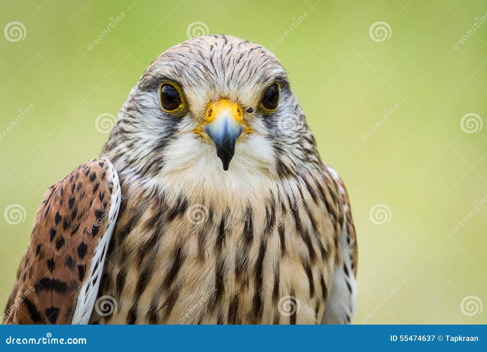 Falcon stock image. Image of beak, bird, wildlife, prey - 55474637