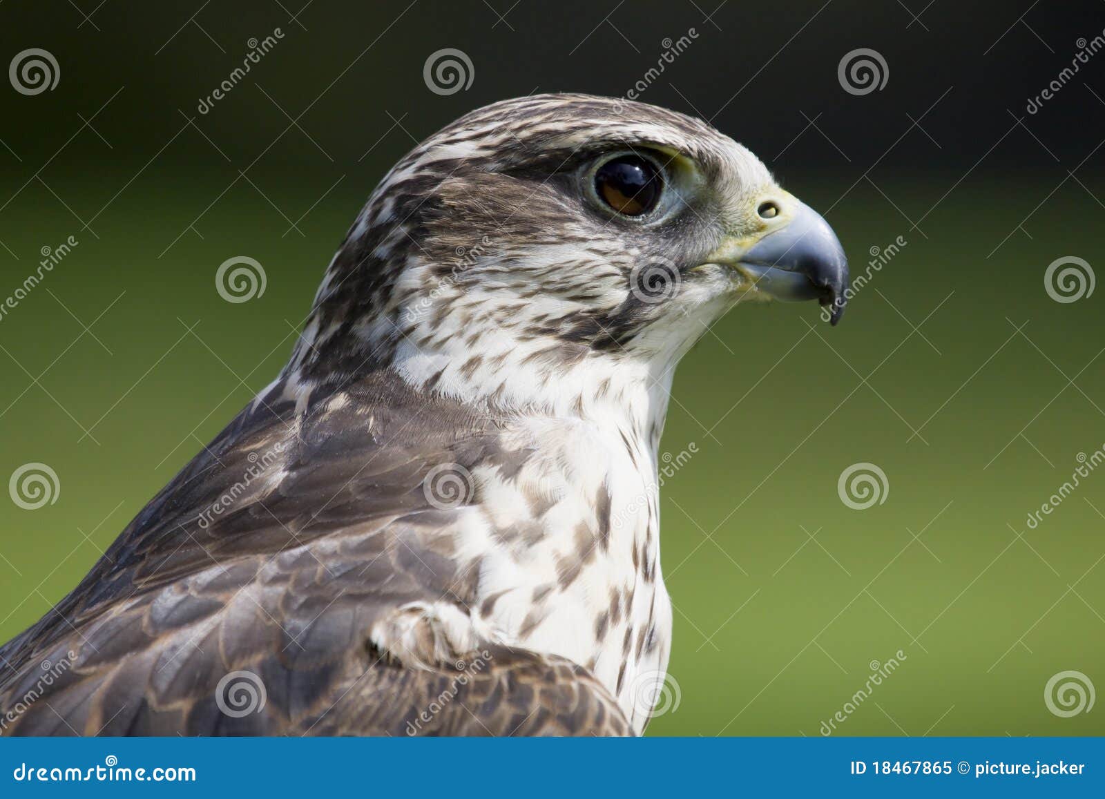 Falcon portrait stock image. Image of green, natural - 18467865