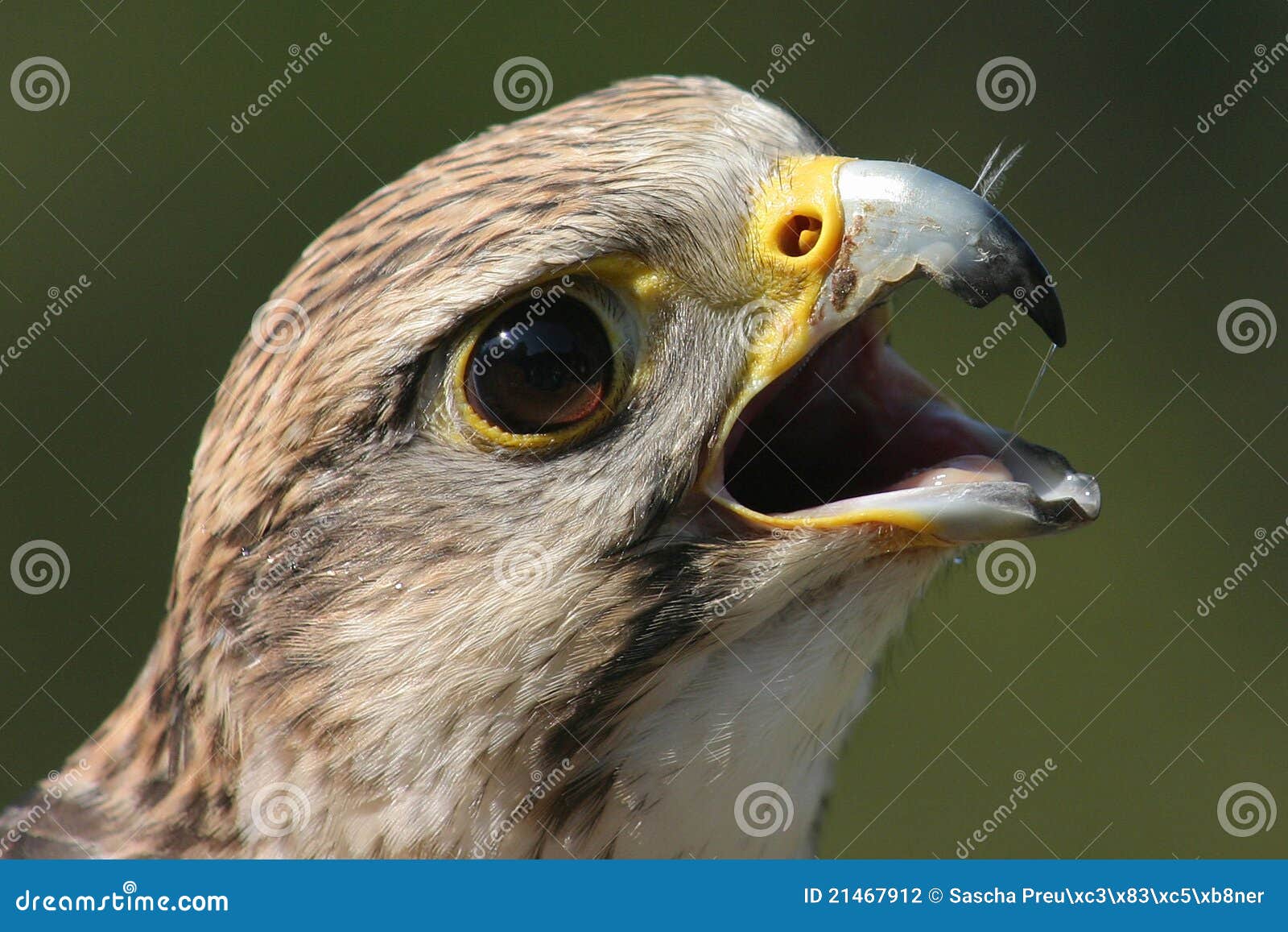Falcon portrait stock photo. Image of deer, animal, hawk - 21467912
