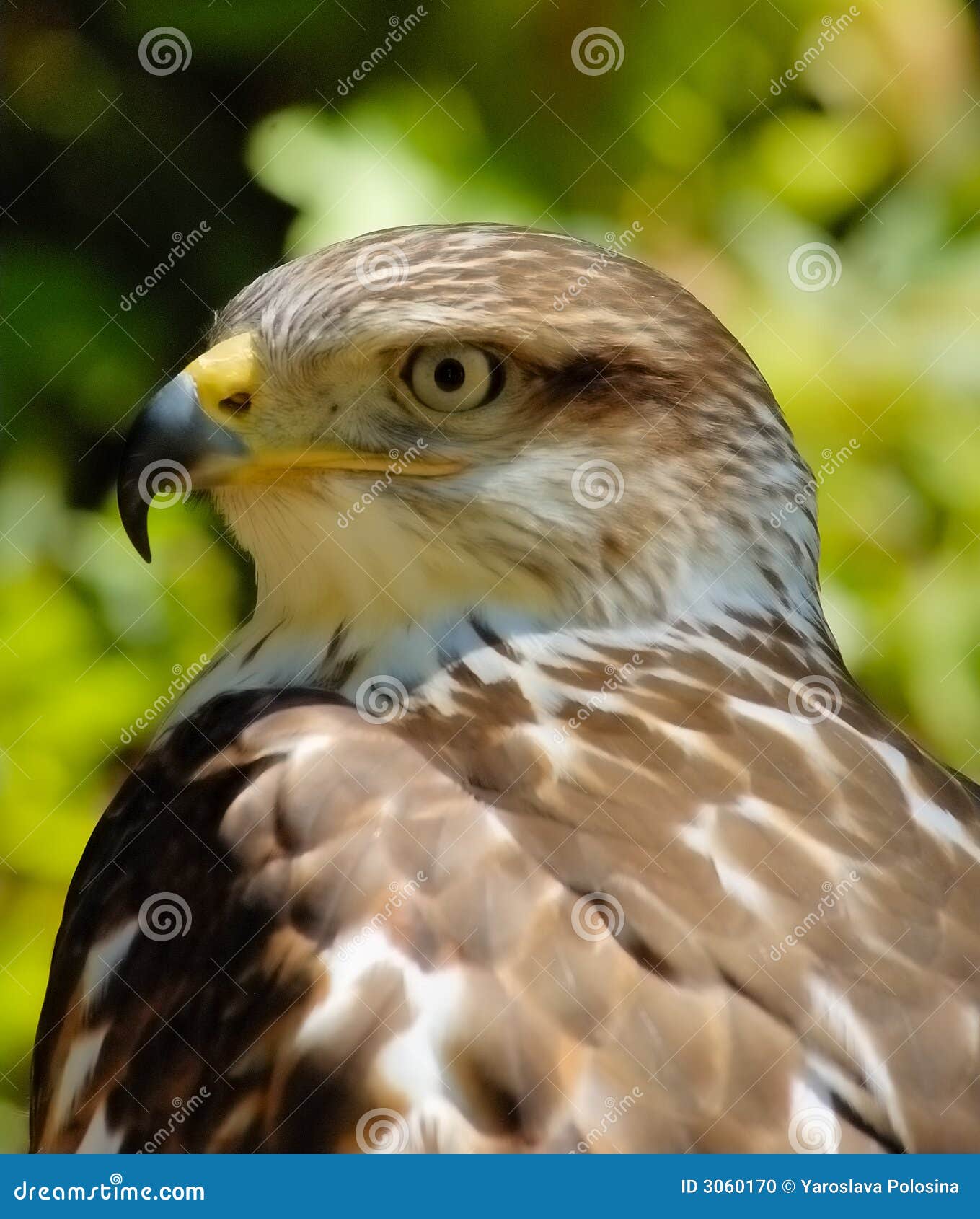 Falcon (portrait) stock photo. Image of portrait, falconry - 3060170