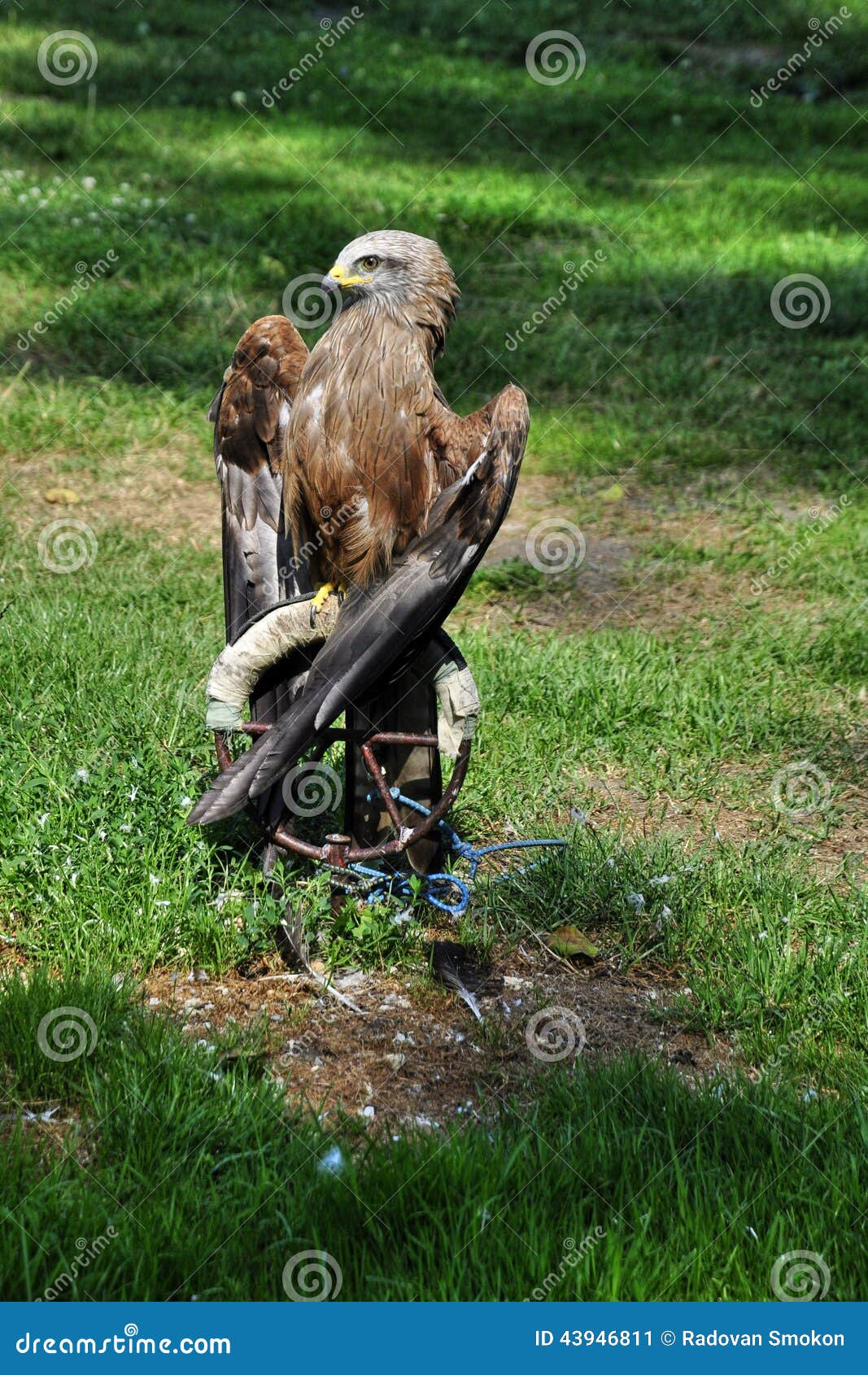 The falcon stock image. Image of dangerous, bird, life - 43946811