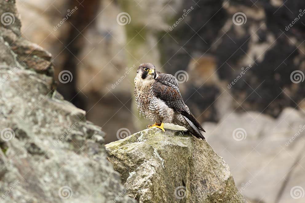 Falcon stock image. Image of stone, rocks, hunter, rock - 30021111