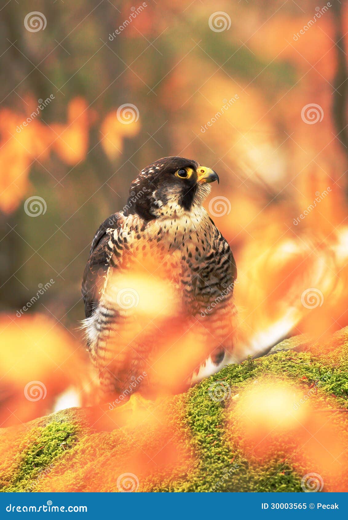 Falcon stock image. Image of resting, rest, green, perched - 30003565