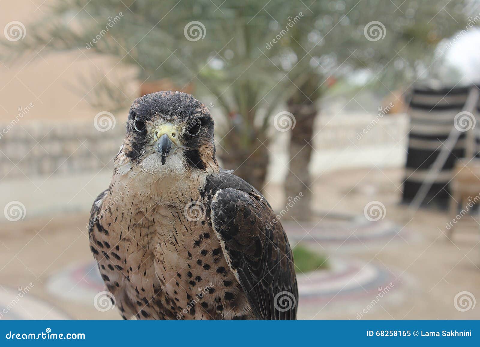 Falcon editorial image. Image of wildlife, bahrain, posing - 68258165