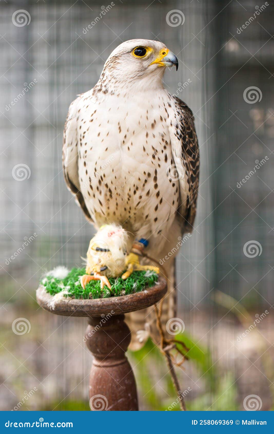 Falcon of Prey Eats Its Lunch Stock Image - Image of food, aves: 258069369
