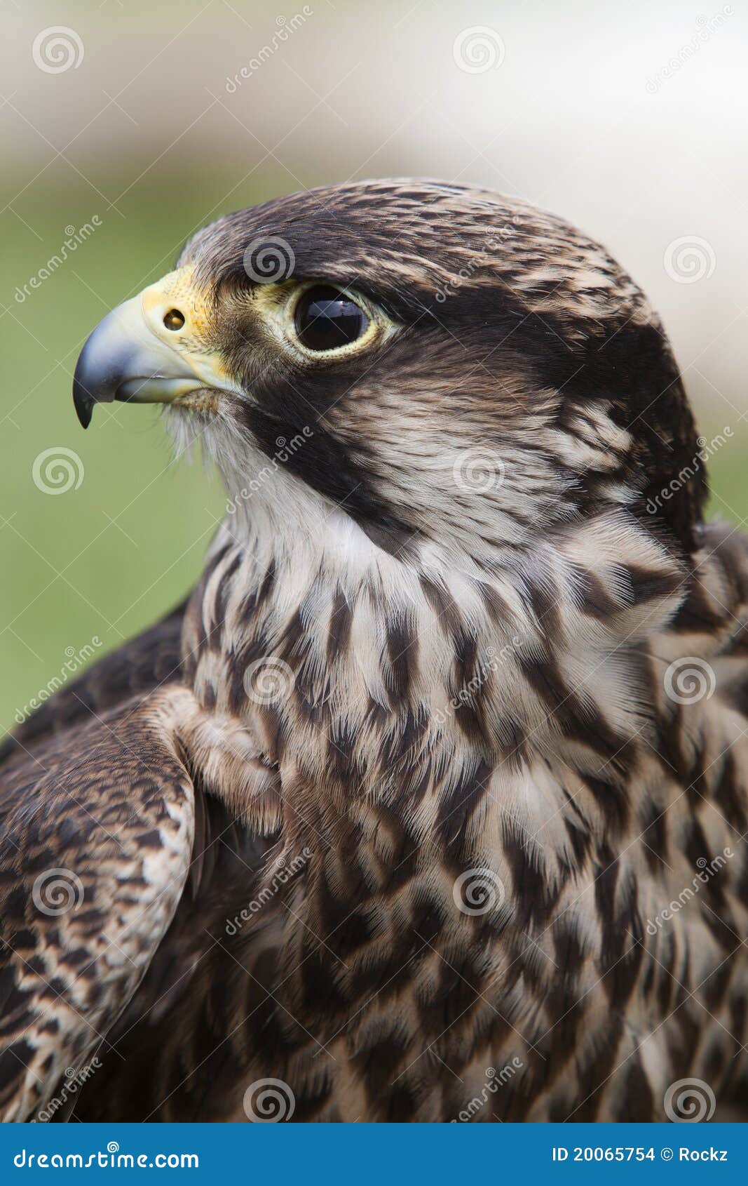 Falcon profile stock photo. Image of falcon, yellow, looking - 20065754