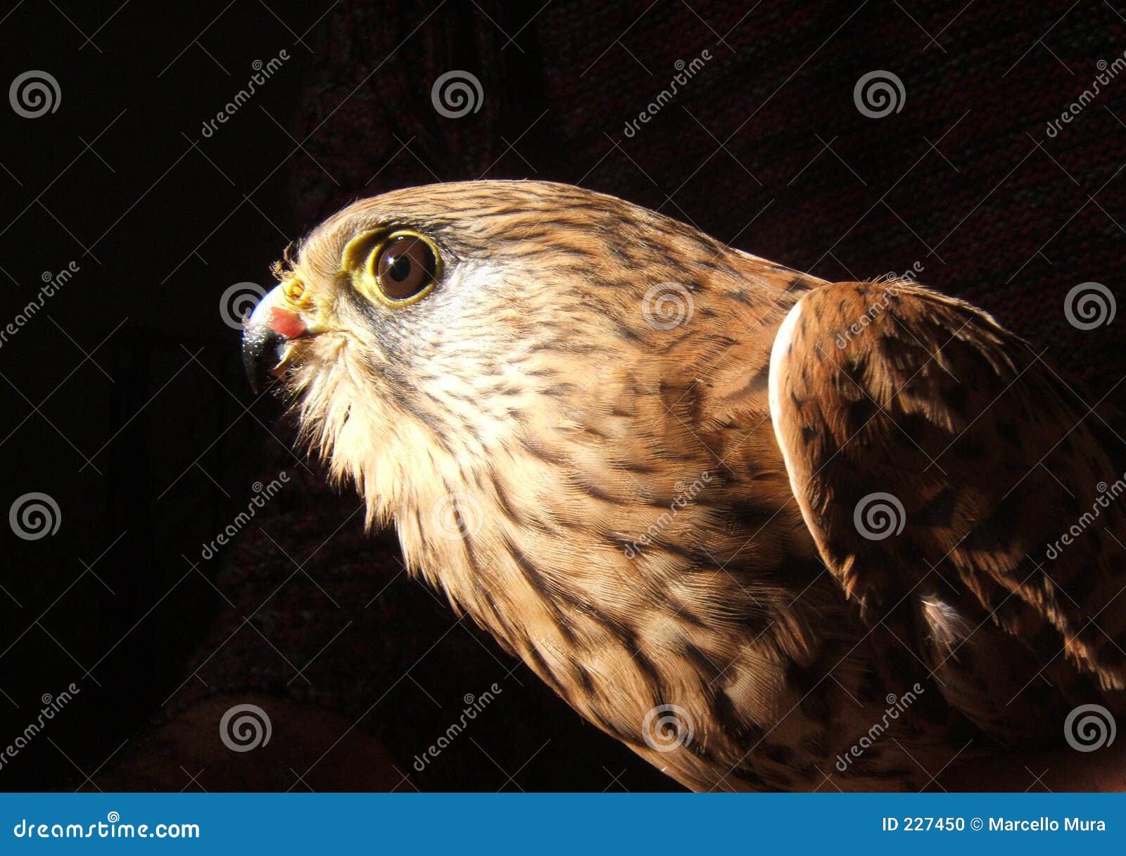 Falcon profile stock photo. Image of aggressive, threatening - 227450