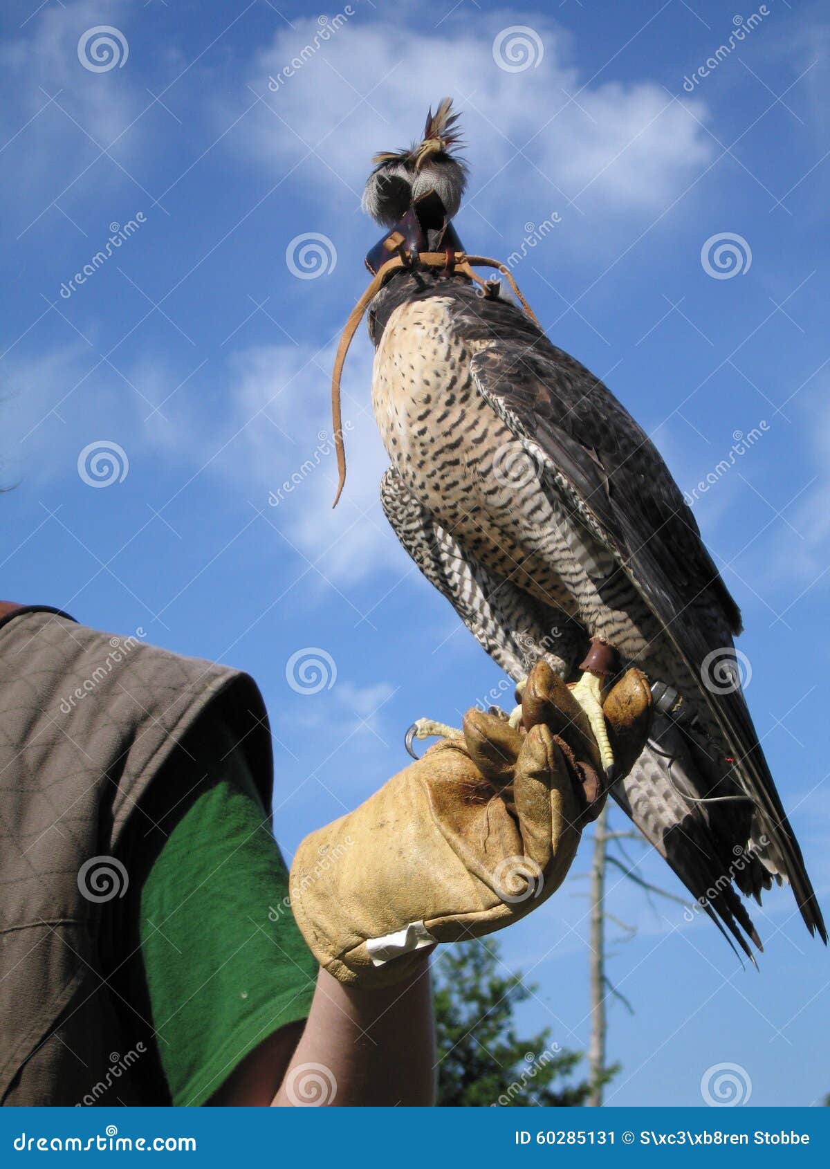 Falcon is ready to hunt stock image. Image of gloves - 60285131
