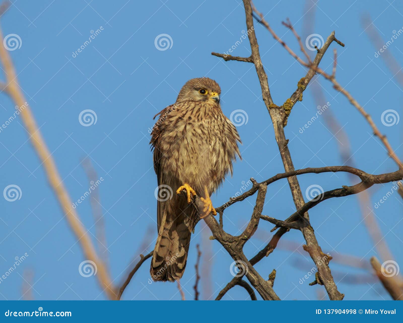 Falcon rest on a tree stock photo. Image of israel, aholla - 137904998