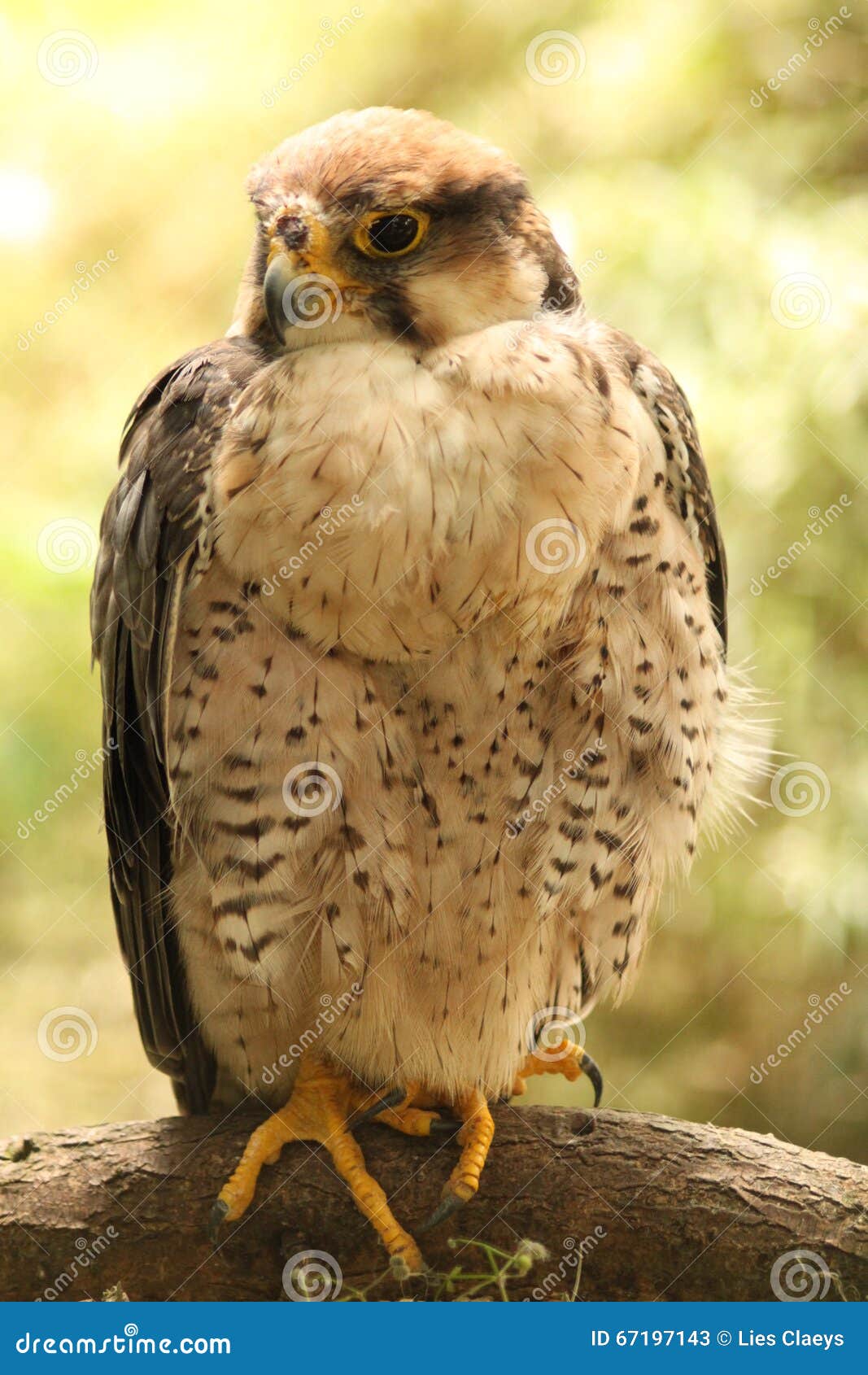 Falcon stock image. Image of branch, resting, life, falcon - 67197143