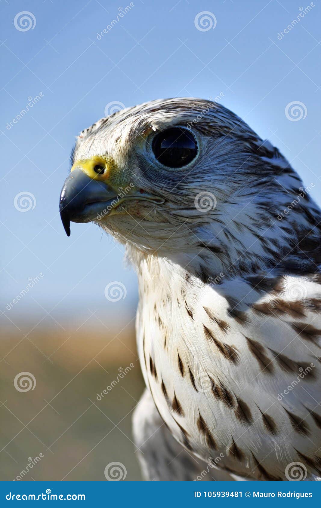Falcon s head stock image. Image of look, predator, head - 105939481