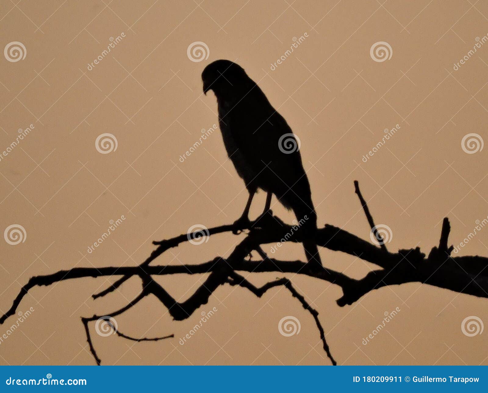 Falcon{s Shadow at the Twilight Stock Image - Image of falconn, south ...