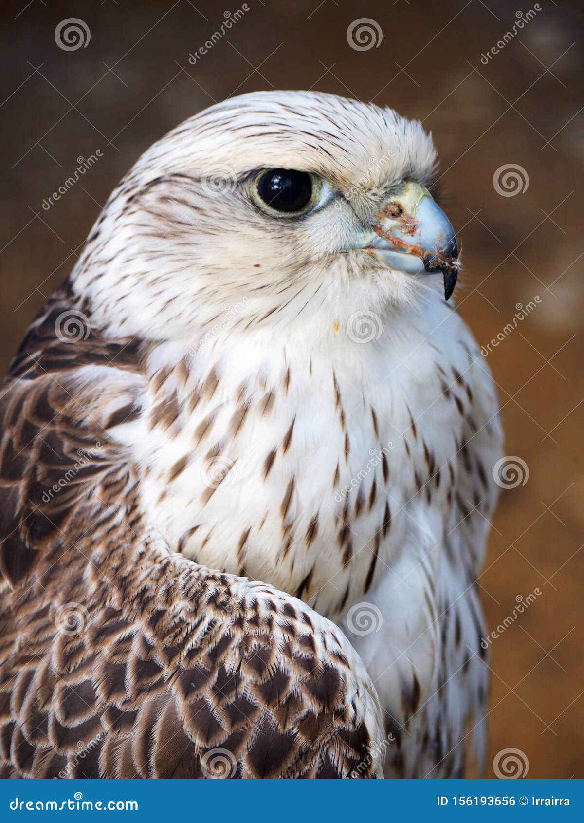 Falcon saker stock photo. Image of falcon, powerful - 156193656