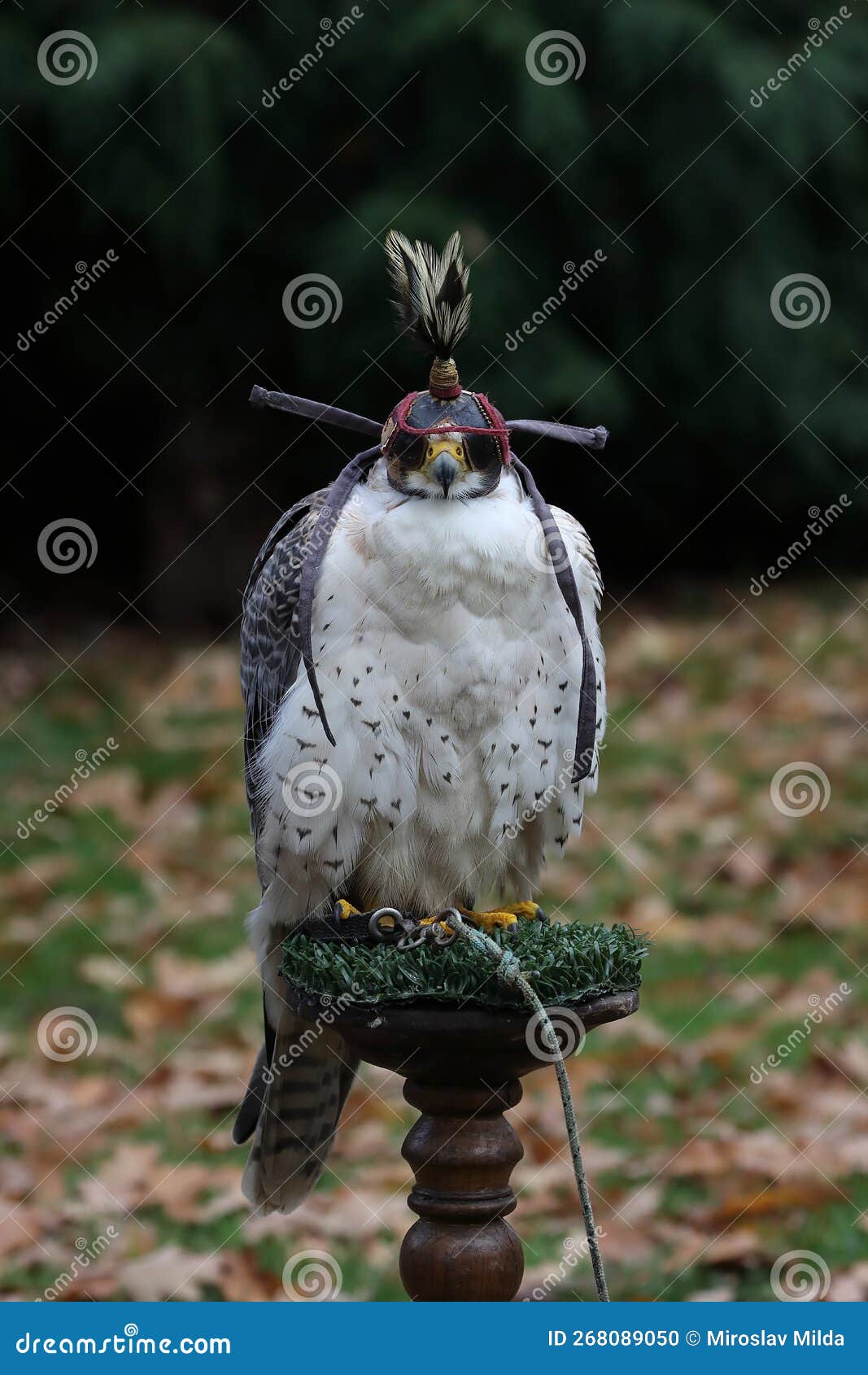 Falcon at seat with hat stock photo. Image of raptor - 268089050