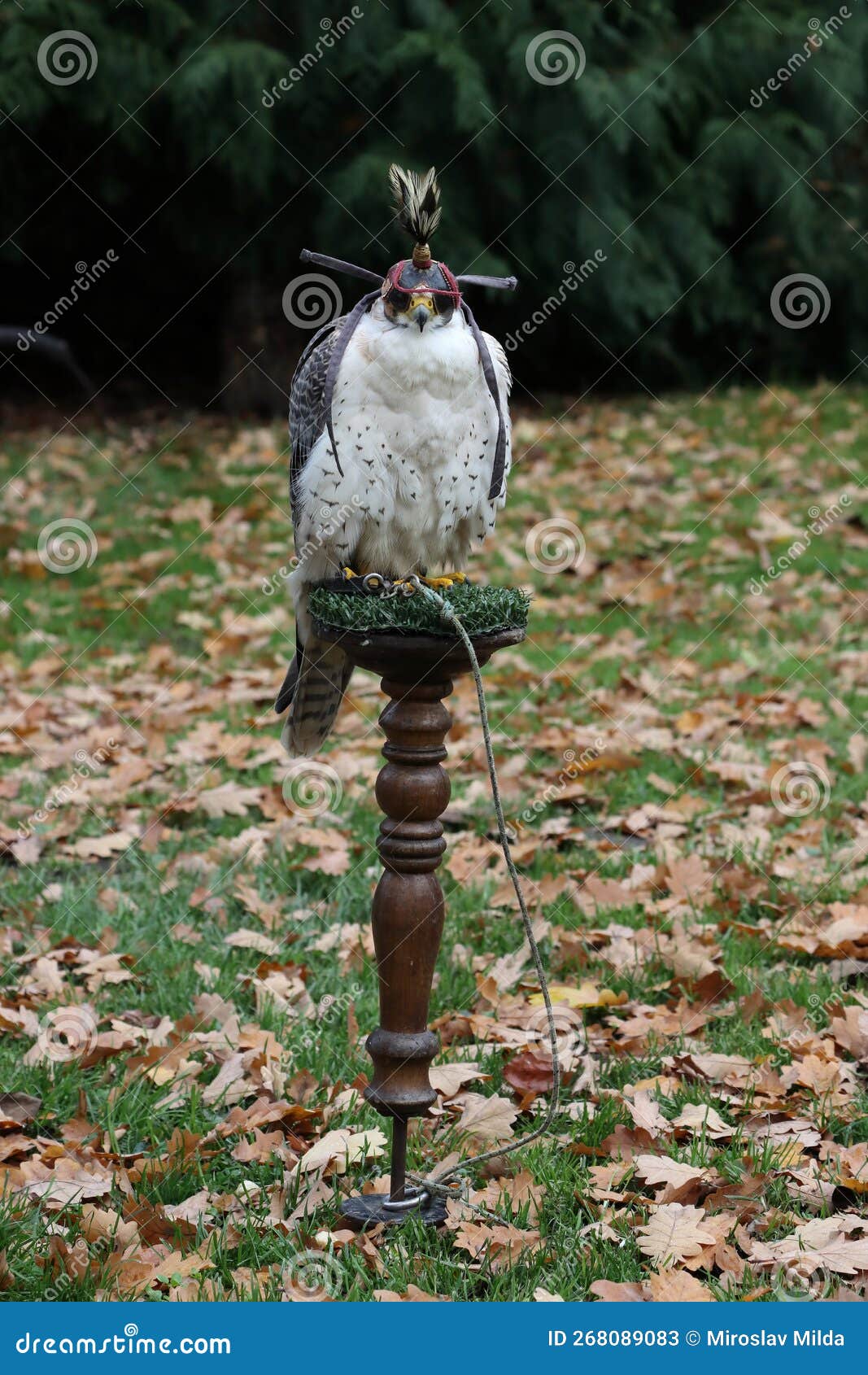 Falcon at seat with hat stock image. Image of falconry - 268089083