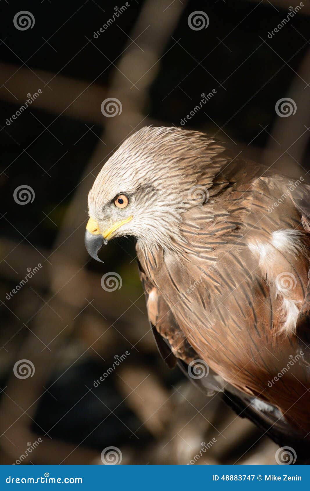 Falcon side view stock image. Image of falcon, bird, prey - 48883747