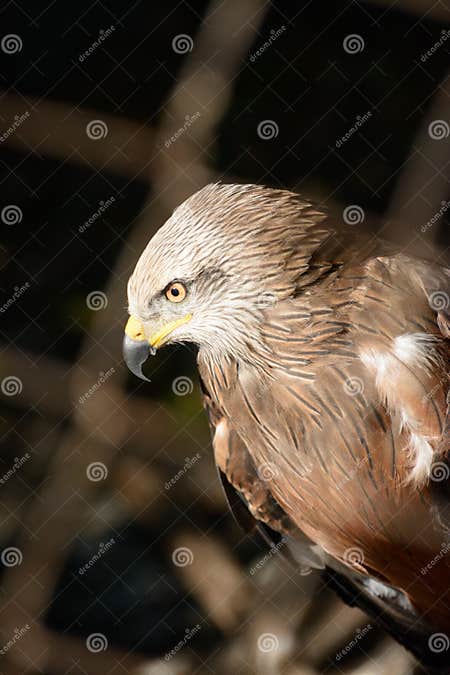 Falcon side view stock image. Image of falcon, bird, prey - 48883747