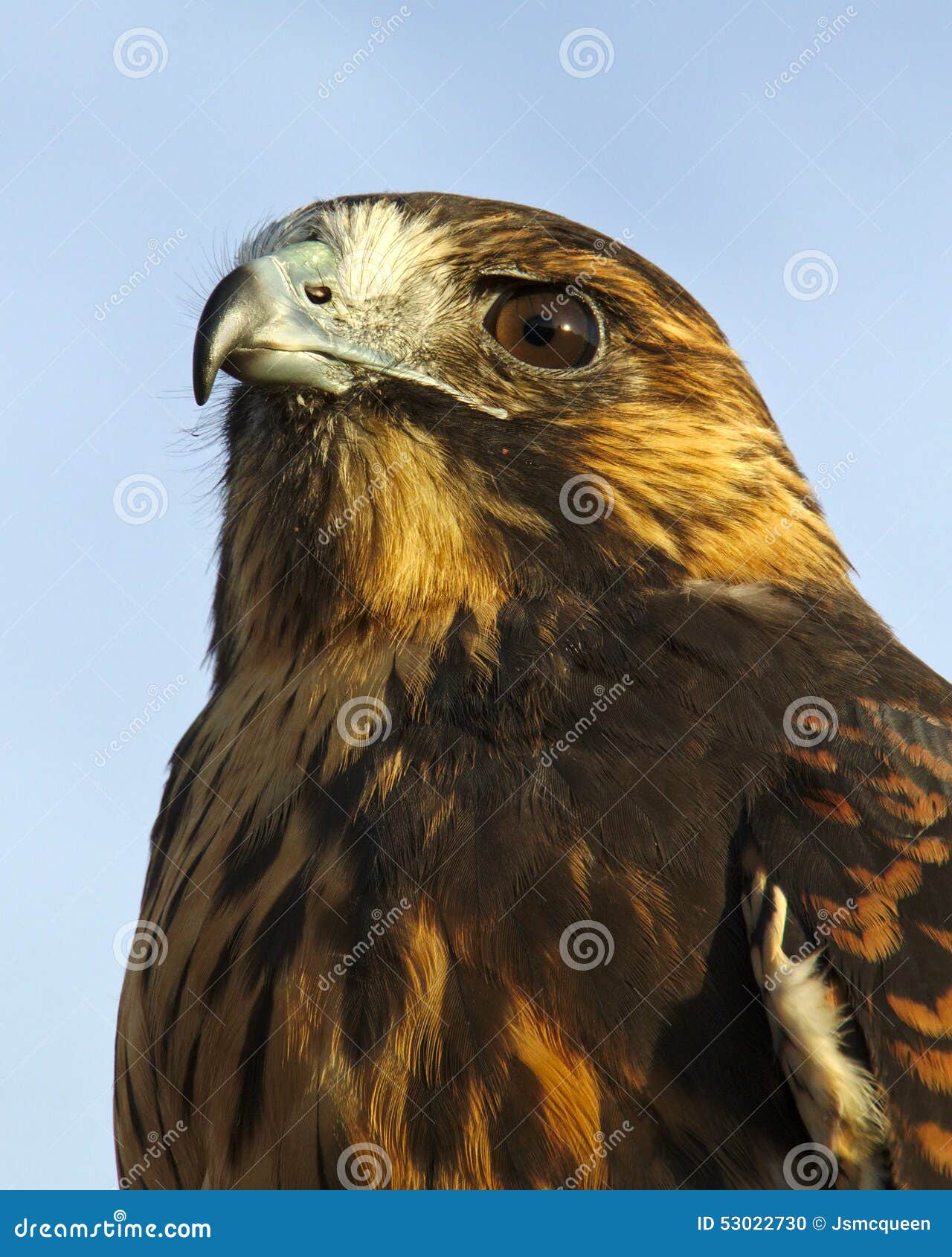 Falcon Side View stock photo. Image of nature, falcon - 53022730