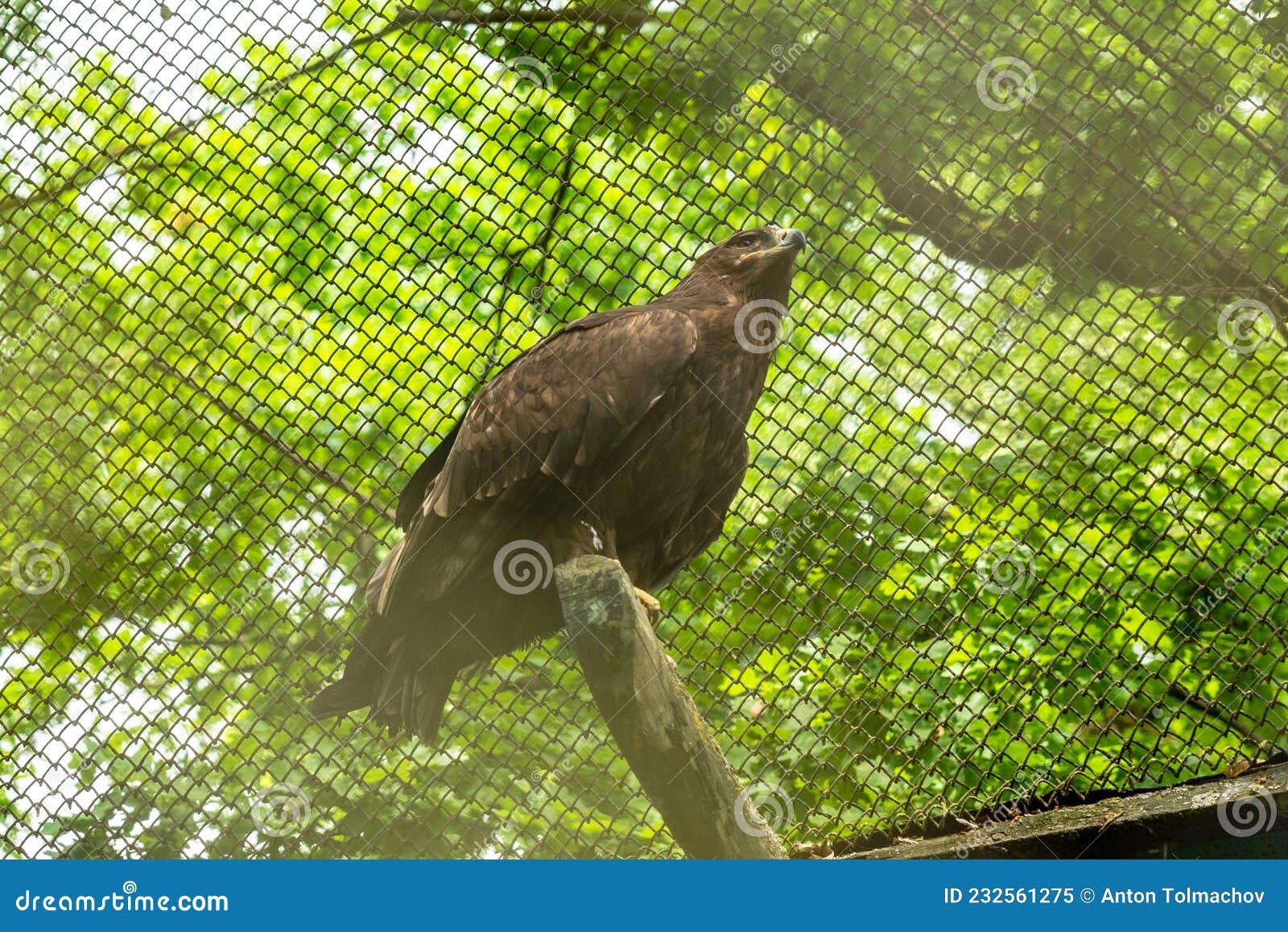 The Falcon Sits on a Branch at Zoo Cage Stock Image - Image of bill ...
