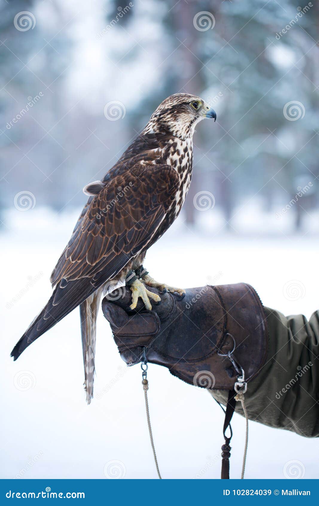 Falcon sits on a hand stock image. Image of handler - 102824039