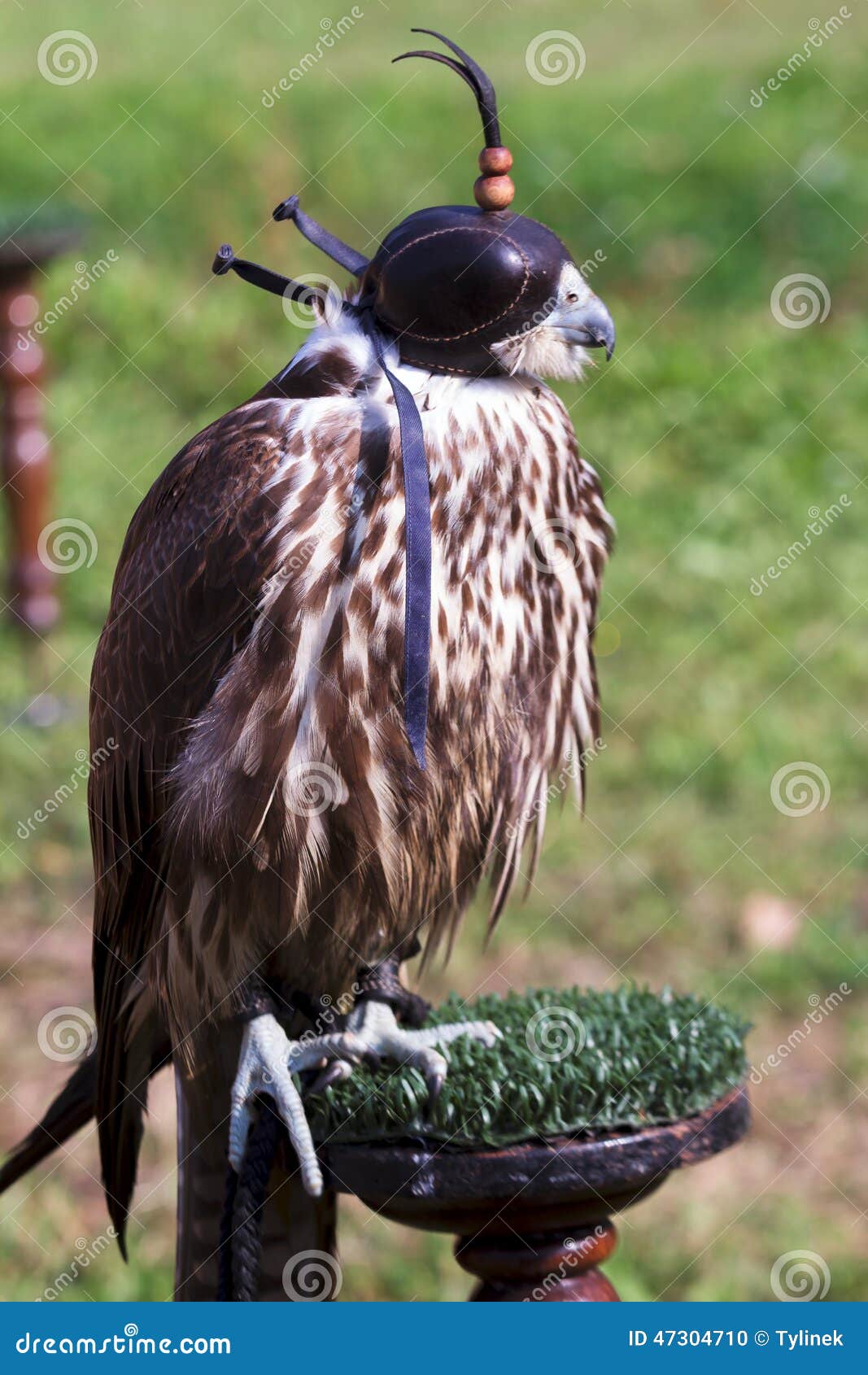 Falcon stock photo. Image of stare, peregrine, perched - 47304710