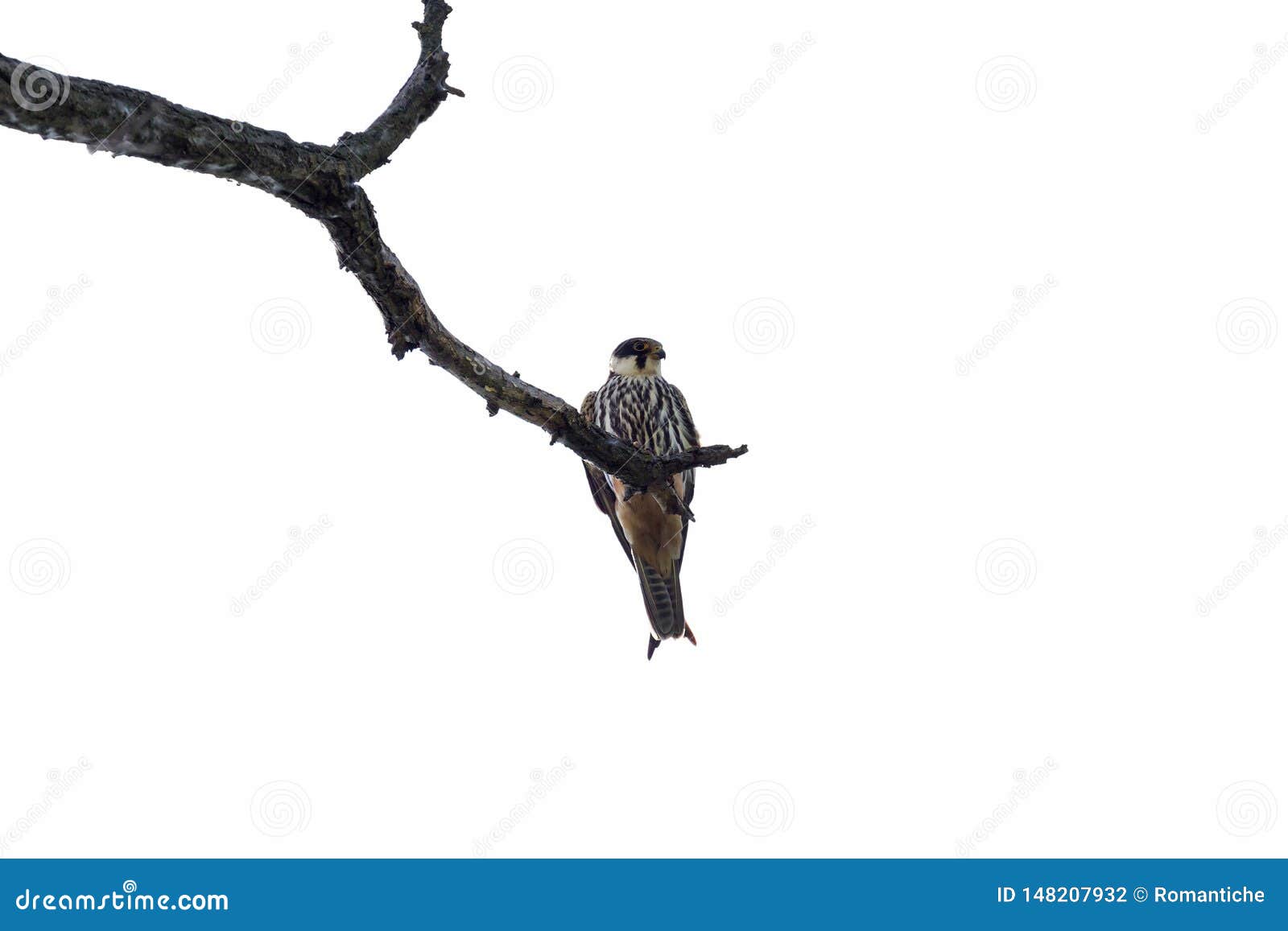 Falcon Sitting on Branch of Dry Tree Stock Photo - Image of feathered ...