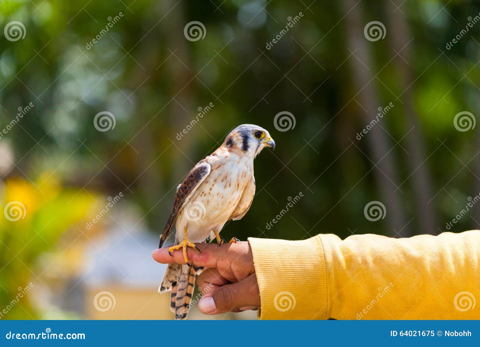A Falcon Sitting on the Hand Stock Image - Image of feathers, breed ...