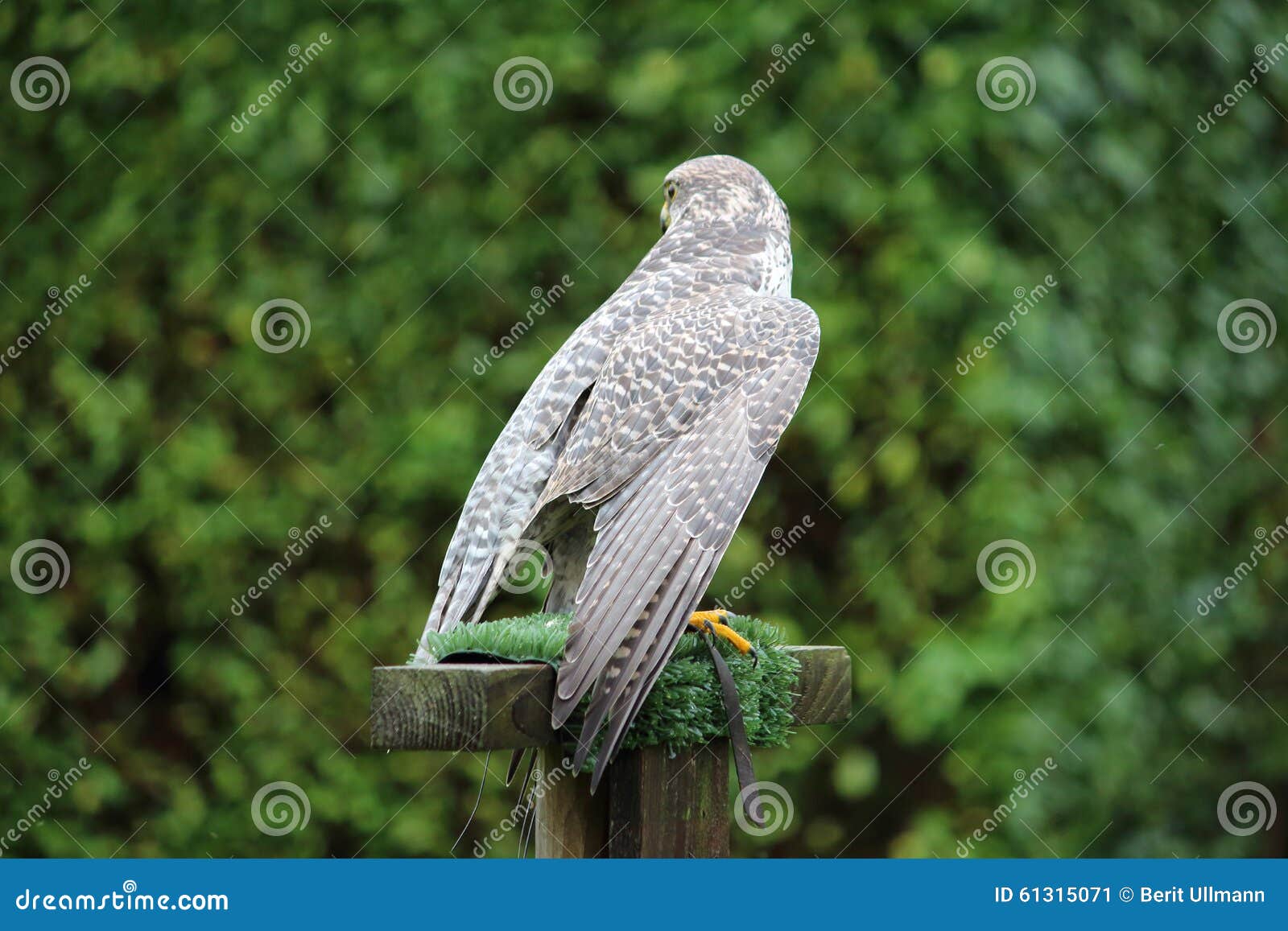 Falcon stock image. Image of animal, beak, sitting, wildlife - 61315071