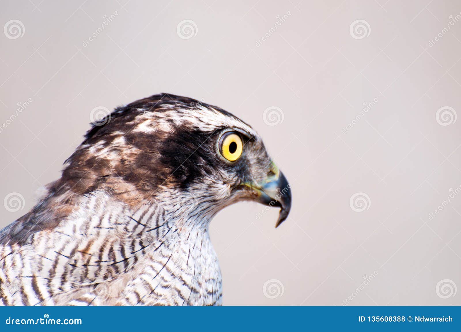 A closeup of the falcon stock photo. Image of american - 135608388