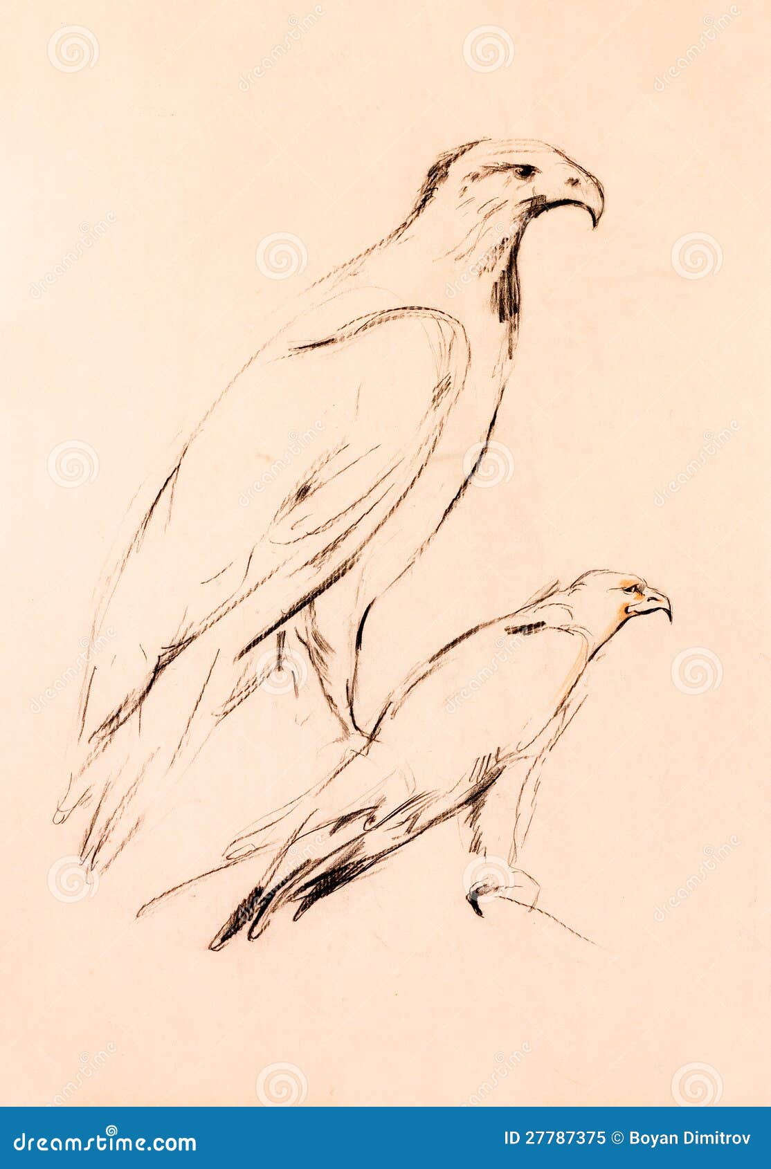 Falcon sketch stock illustration. Illustration of head - 27787375