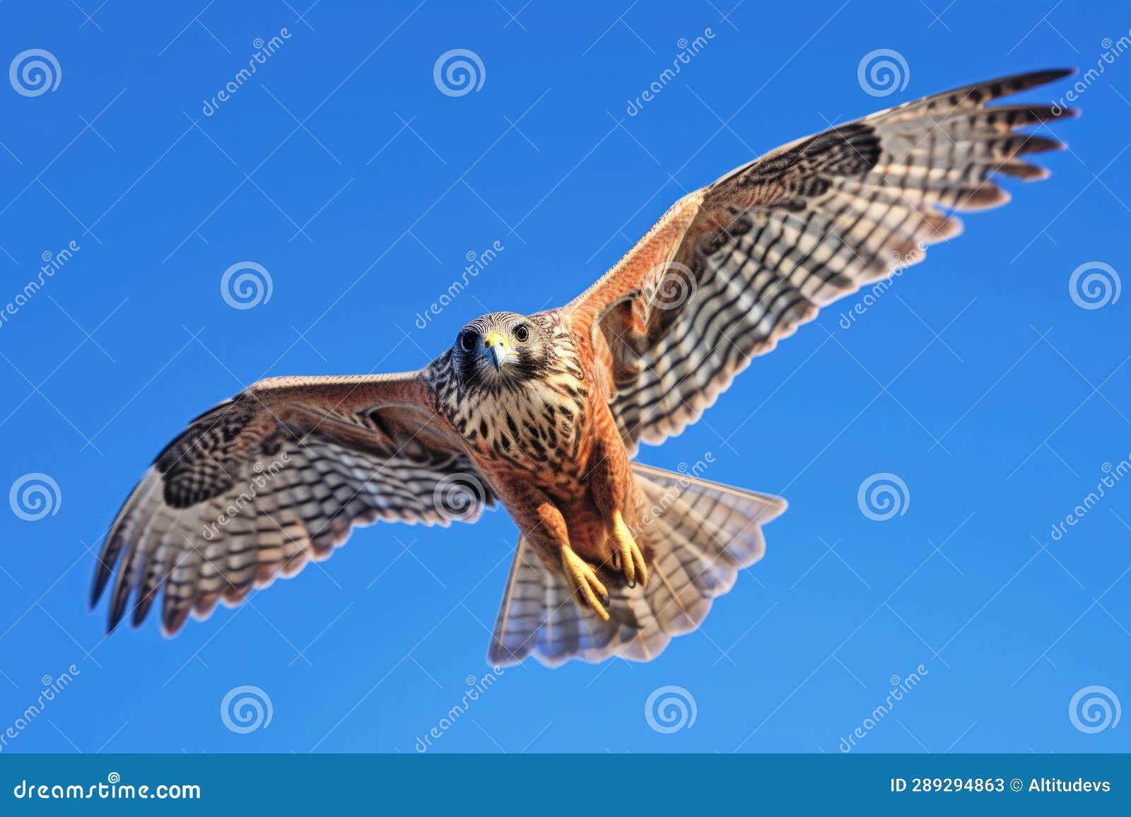 Falcon Soaring Against a Clear Blue Sky Stock Image - Image of nature ...
