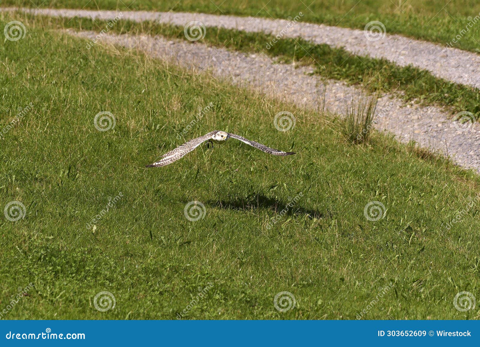 Falcon Soaring through the Sky Above a Vibrant Green Meadow. Stock ...