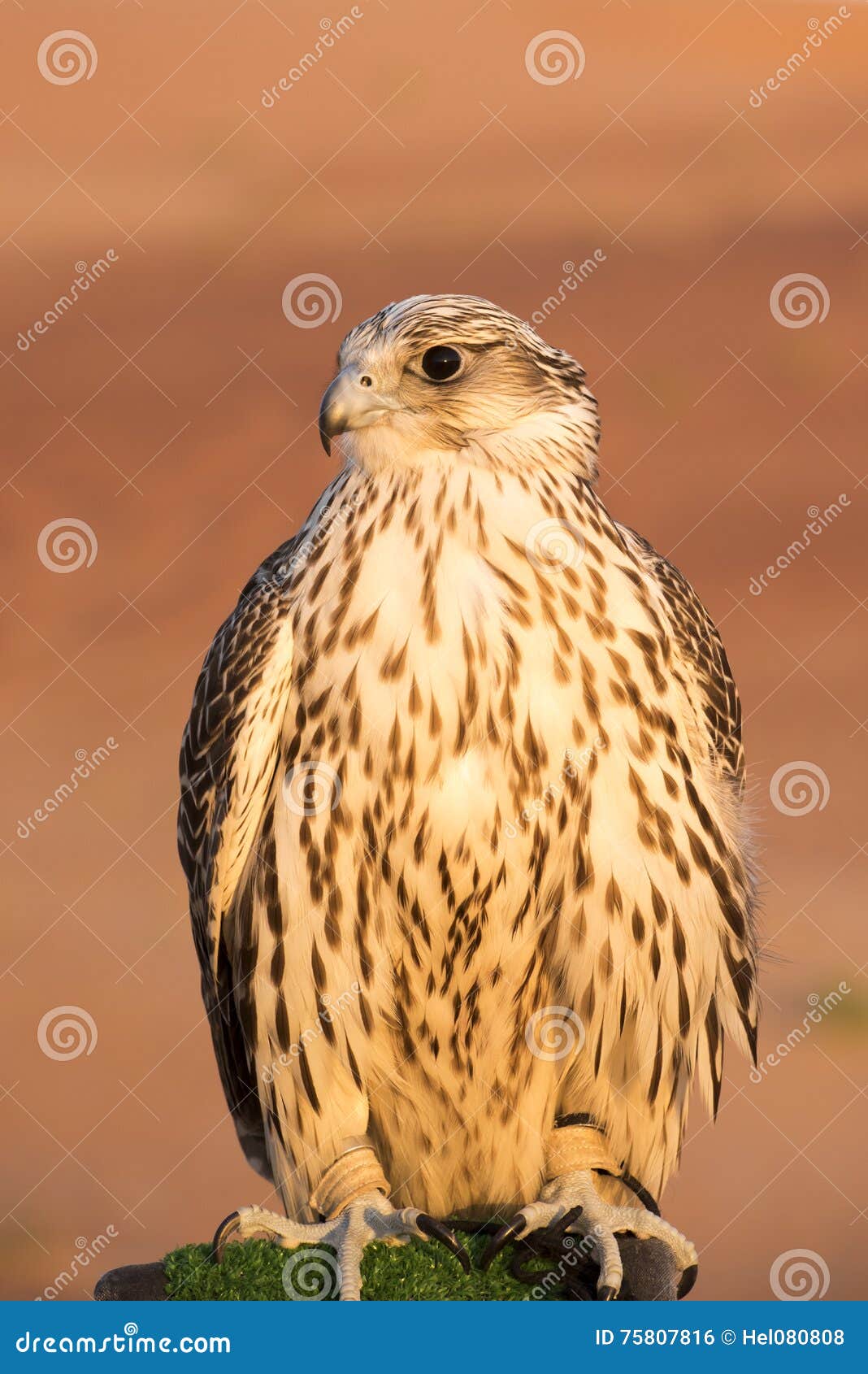 Falcon in Evening Sun, Abu Dhabi Stock Photo - Image of desert ...