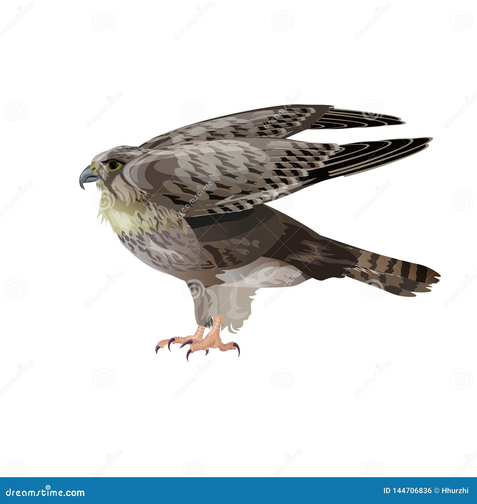Realistic Peregrine Falcon Sitting On A Branch, Isolated On Gray ...