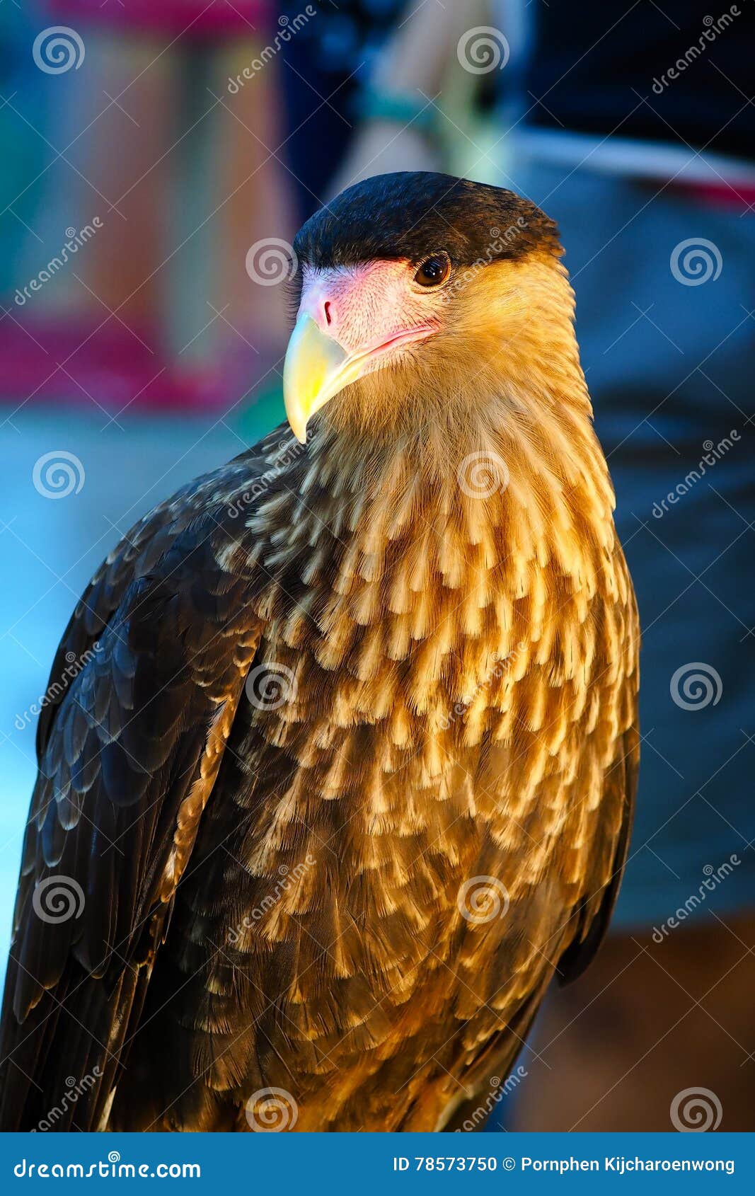 Falcon Standing On A Rusty Wooden Pole In Wild Park Castle Tambach ...