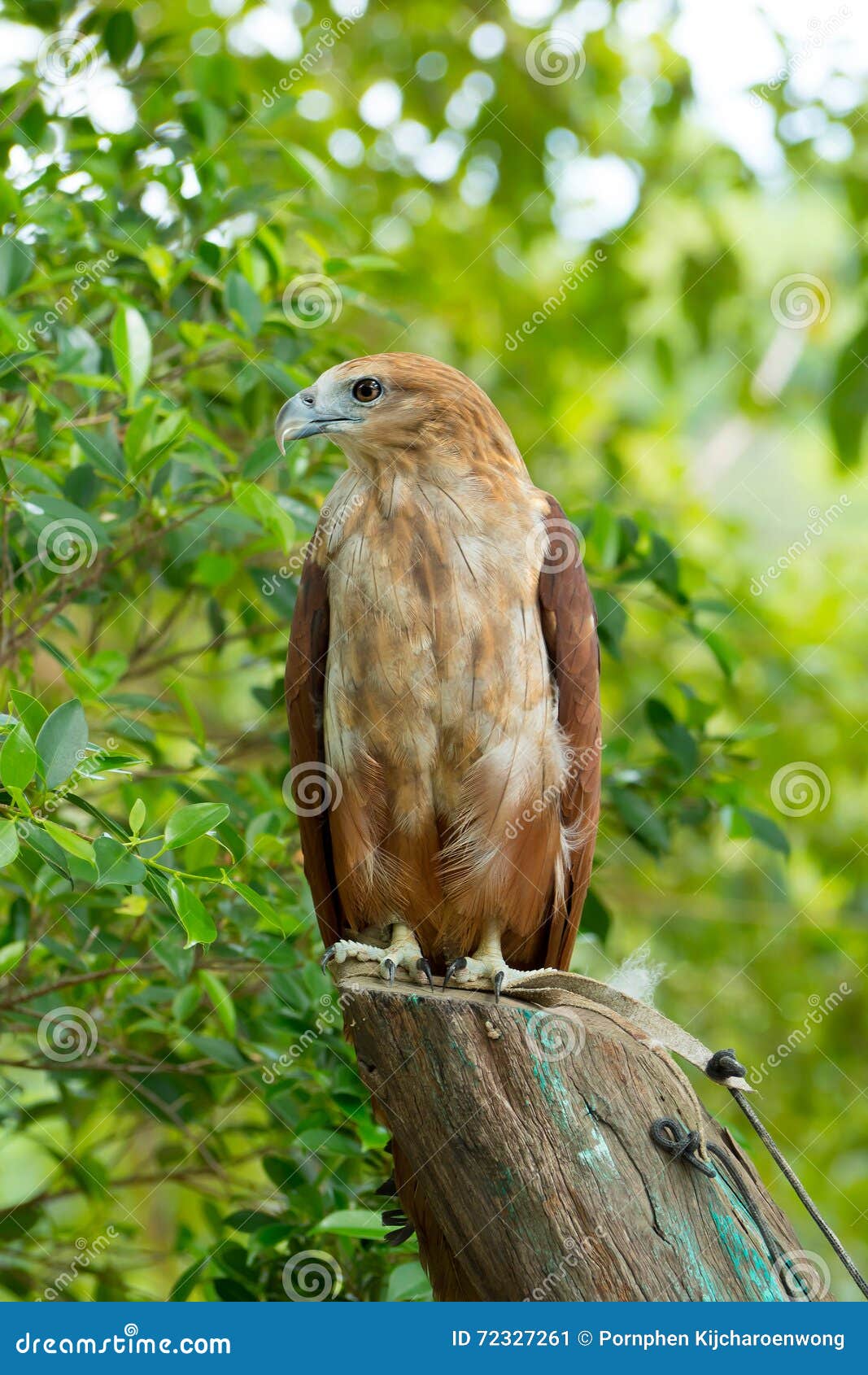Falcon Standing on a Tree Stump. Stock Image - Image of eagle, falcon ...