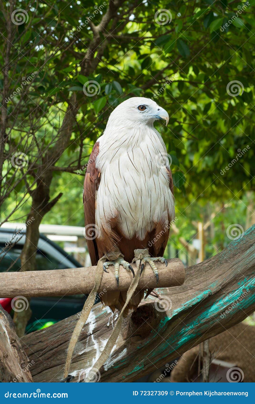 Falcon Standing on a Tree Stump. Stock Image - Image of feathers ...