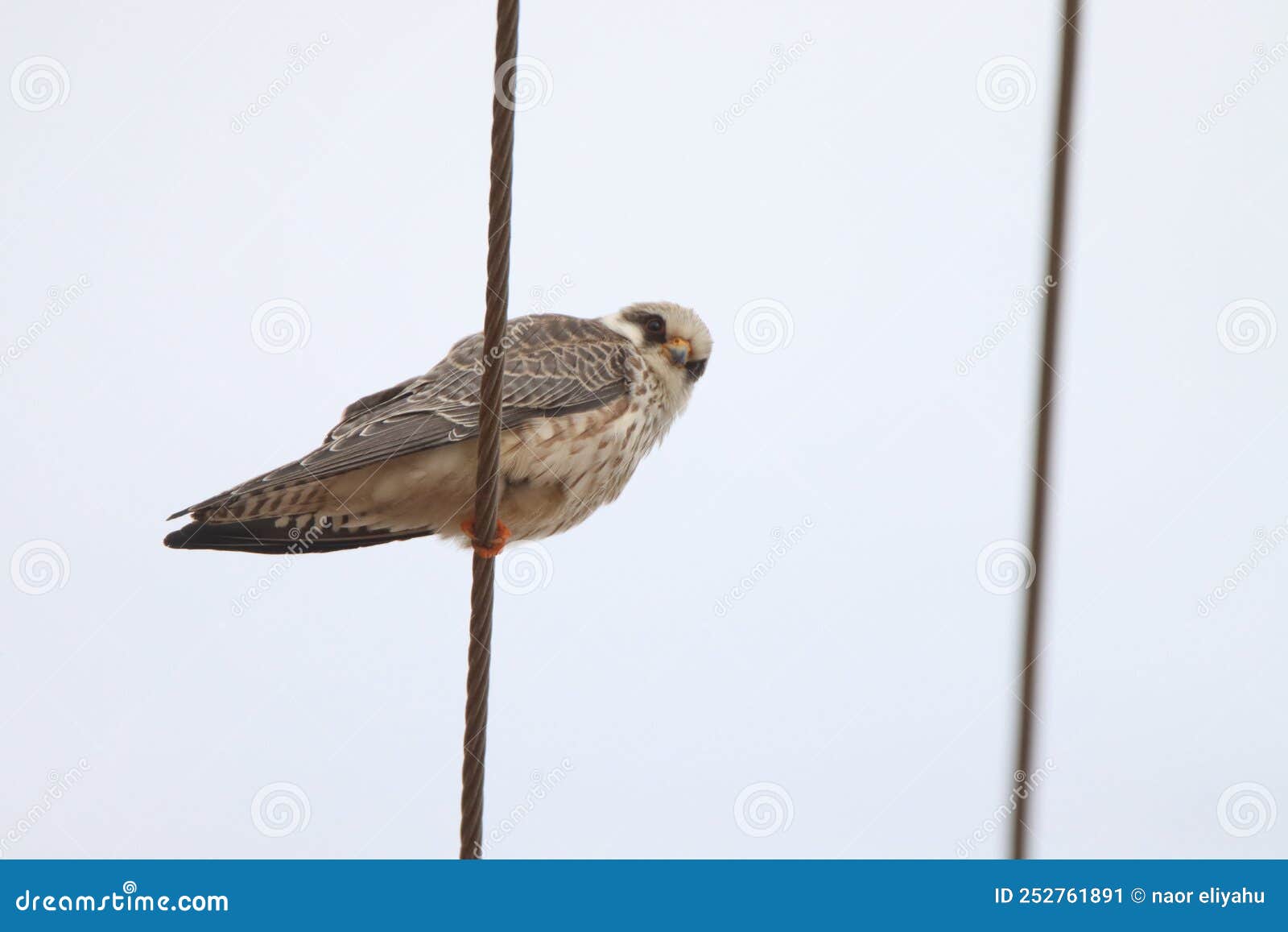 A Falcon Stands on Electric Lighting Stock Image - Image of stand, wild ...