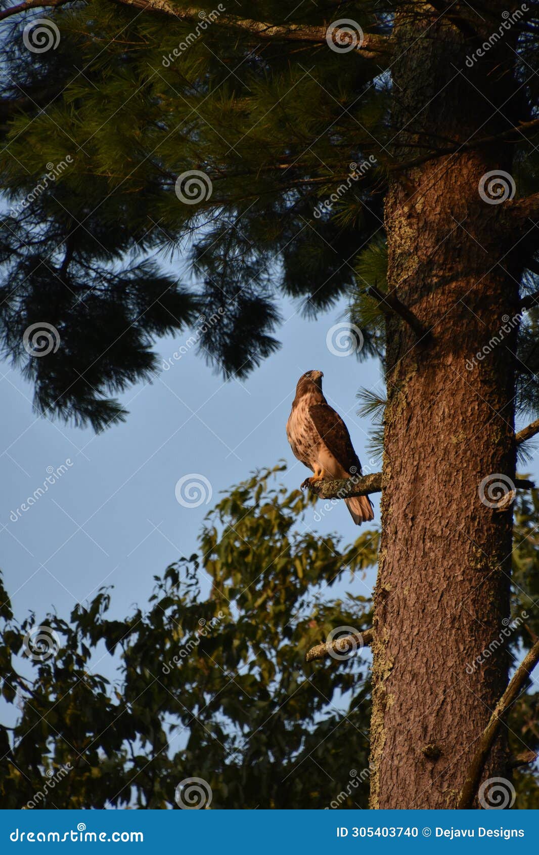 Falcon Surveying the Land from a Tree Top Stock Photo - Image of animal ...