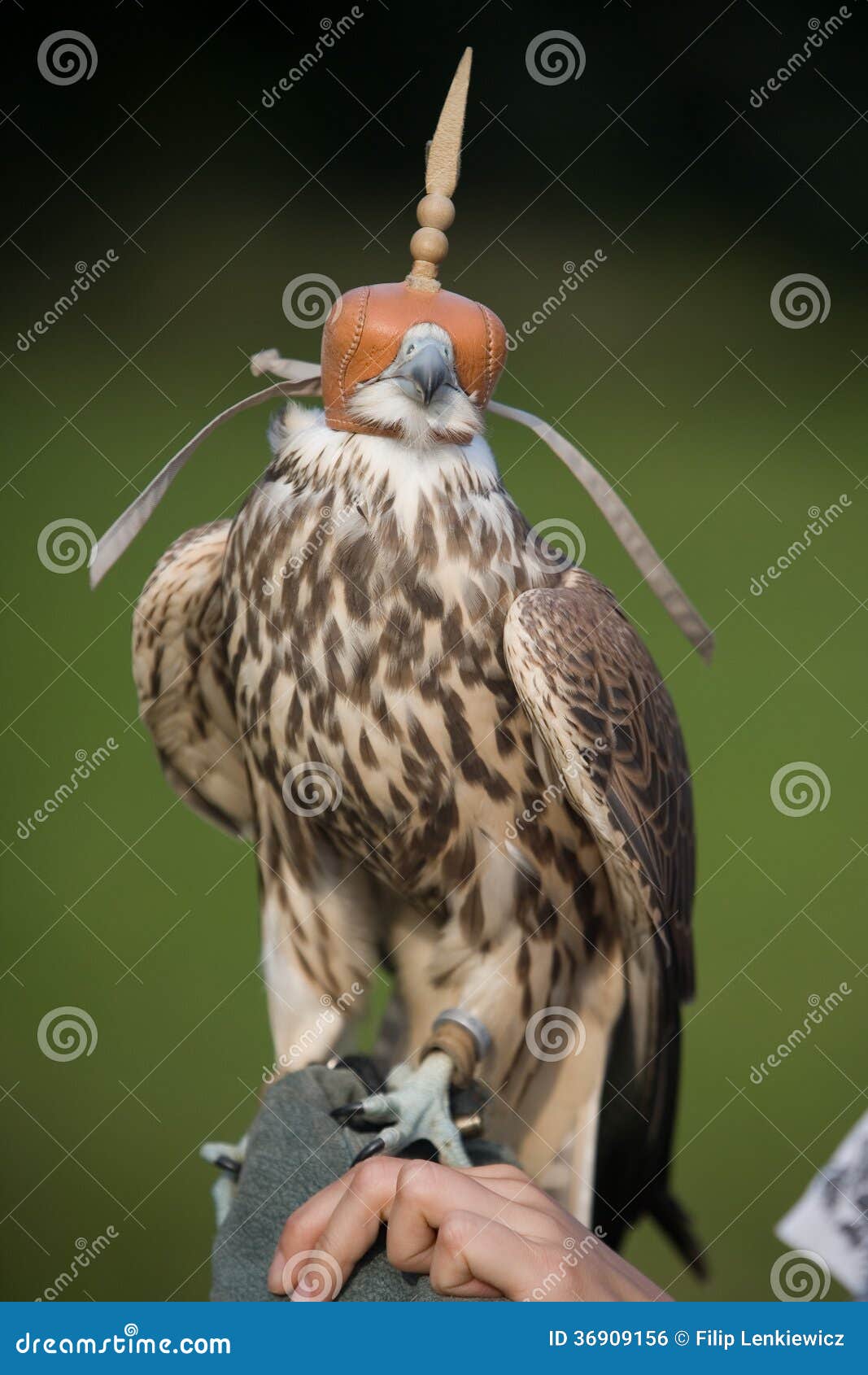 Falcon before Training Flight Stock Photo - Image of domesticated ...