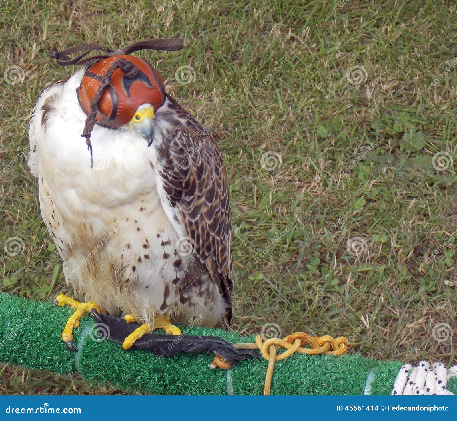 Falcon during Training with the Head Skin Cap Stock Photo - Image of ...