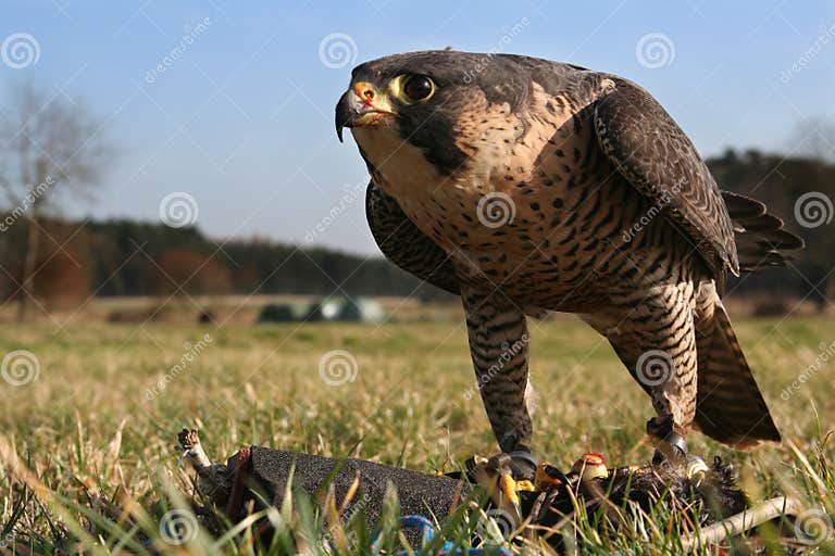 Falcon, Training with a Lure Stock Image - Image of hunting, bait: 3279755