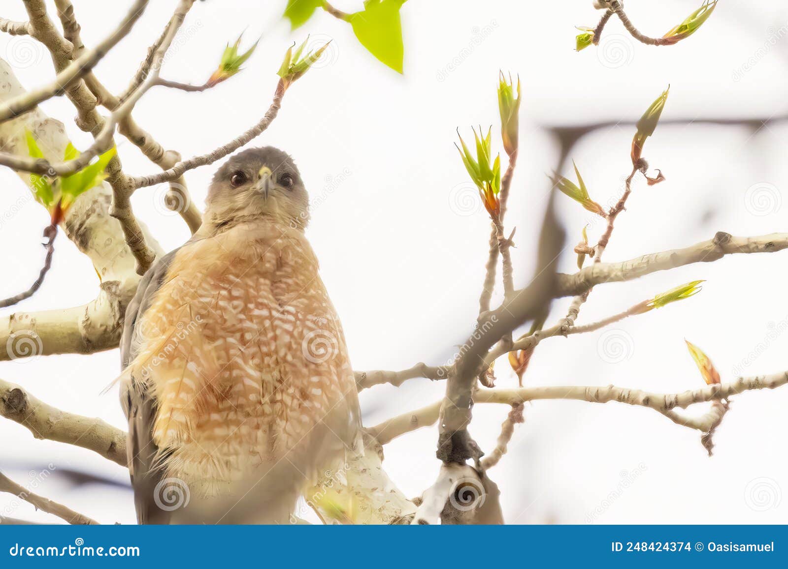 A Falcon on a Tree in Alberta, Canada during the Spring Stock Photo ...