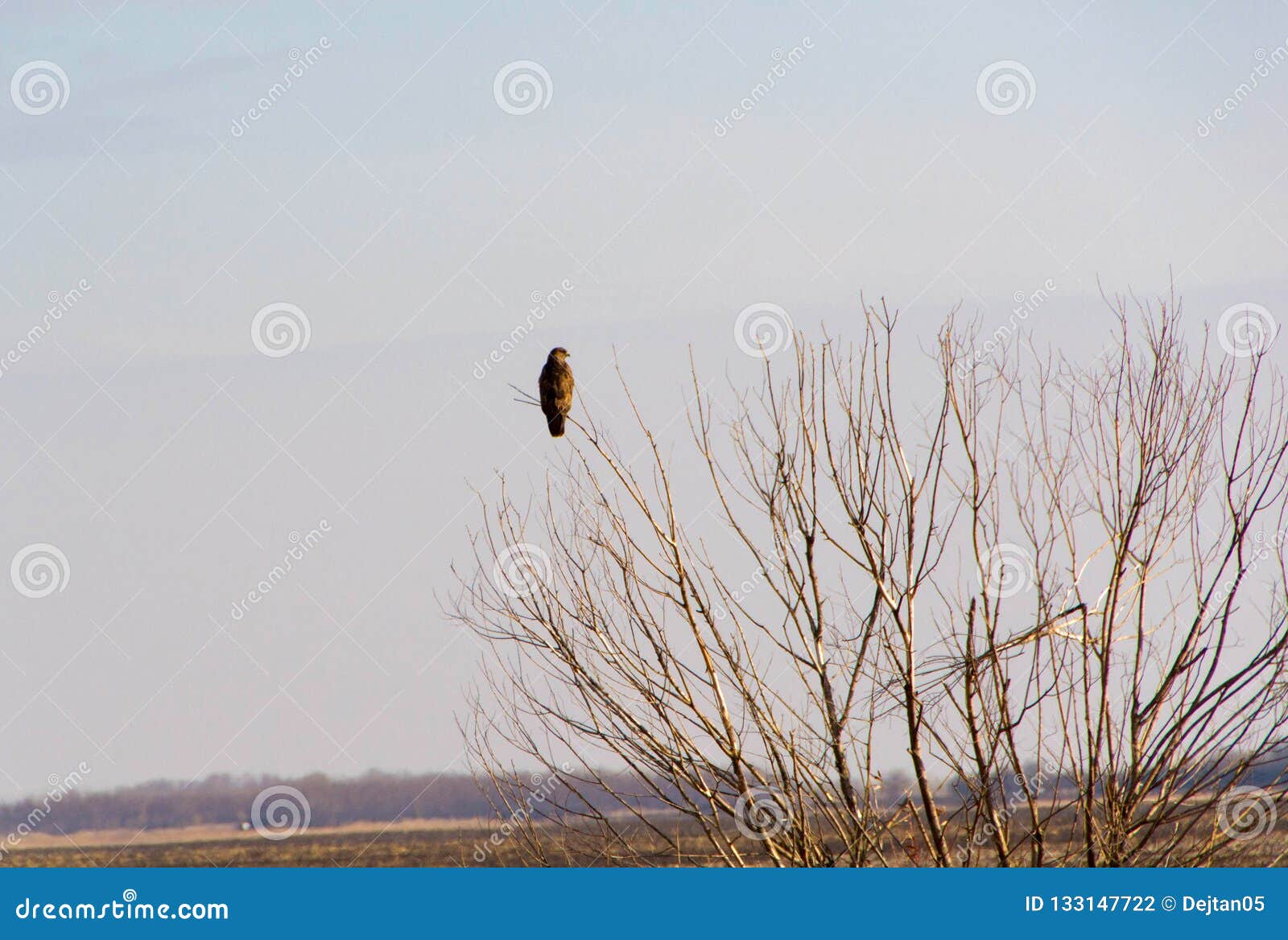 Falcon on the tree stock photo. Image of fauna, feather - 133147722