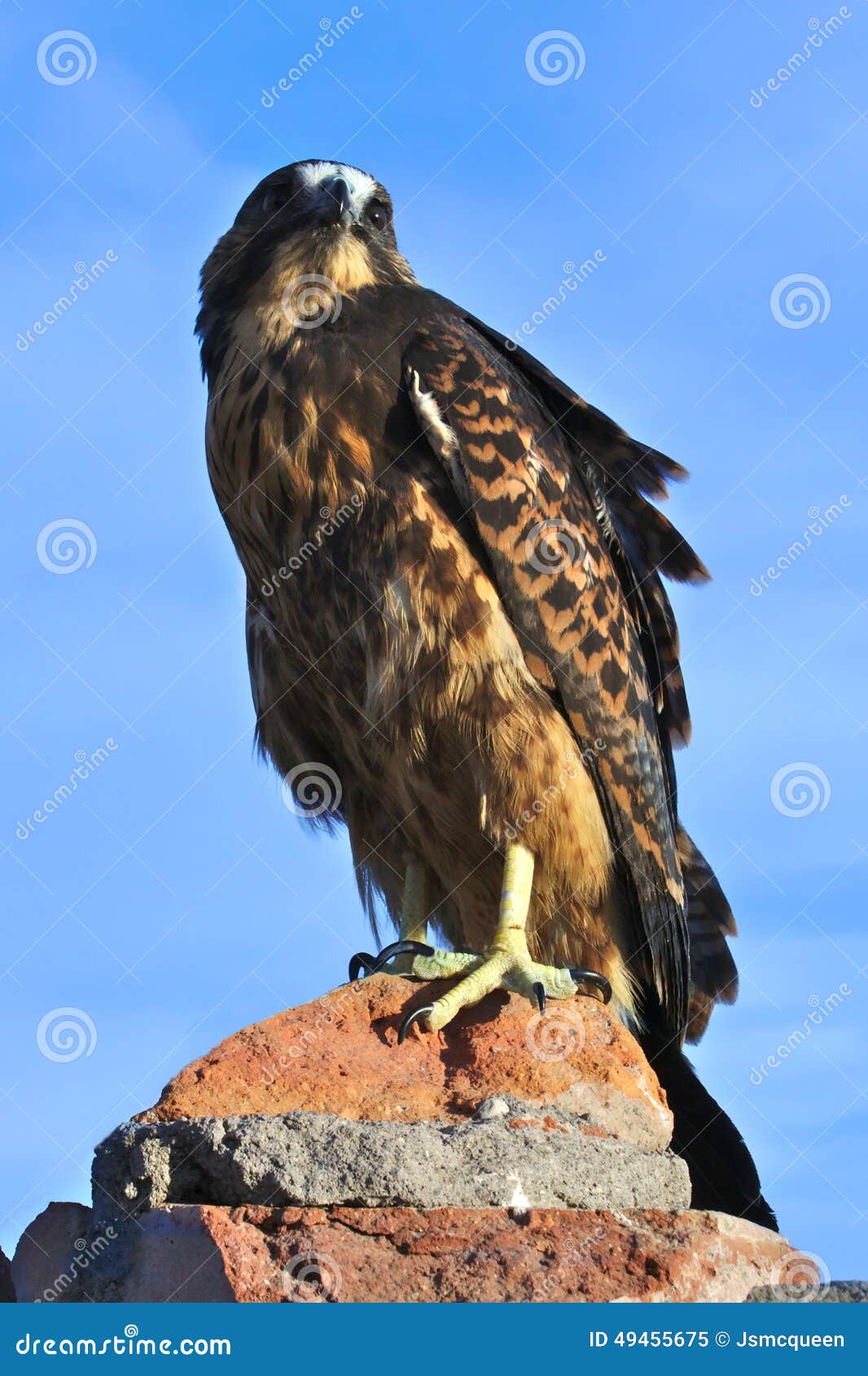 Falcon stock image. Image of feather, animal, bird, beak - 49455675