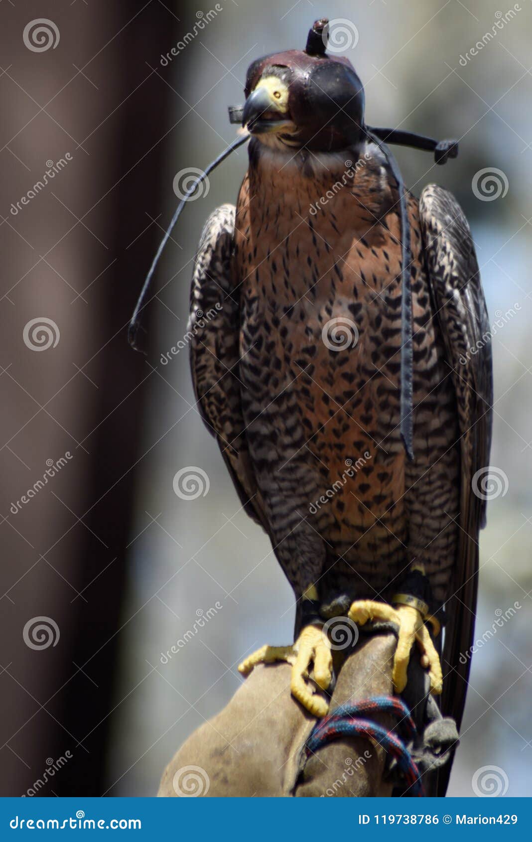 Falcon Wearing a Hood with Its Handler Stock Photo - Image of hand ...